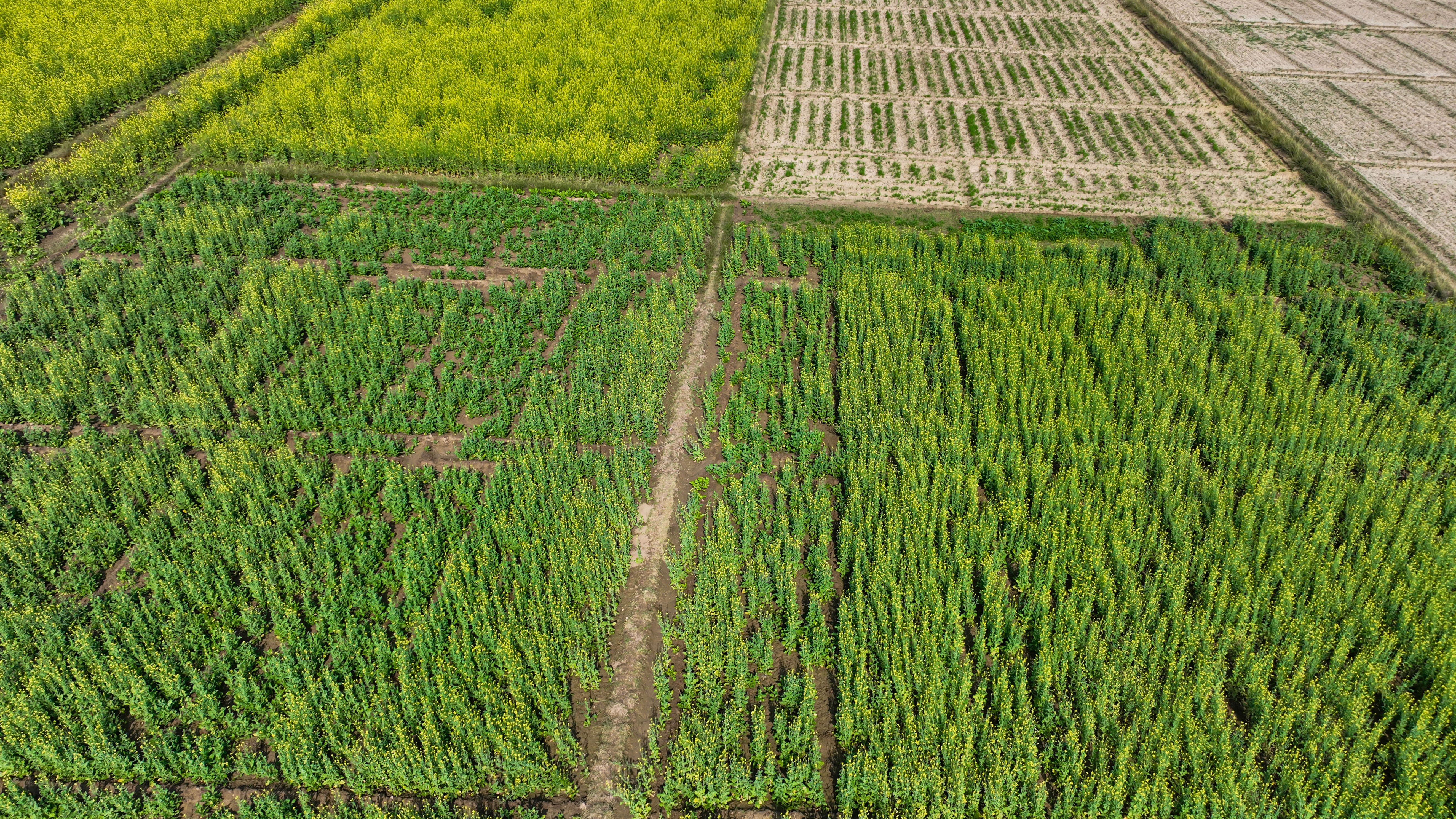 Aerial View of Vibrant Agricultural Fields · Free Stock Photo