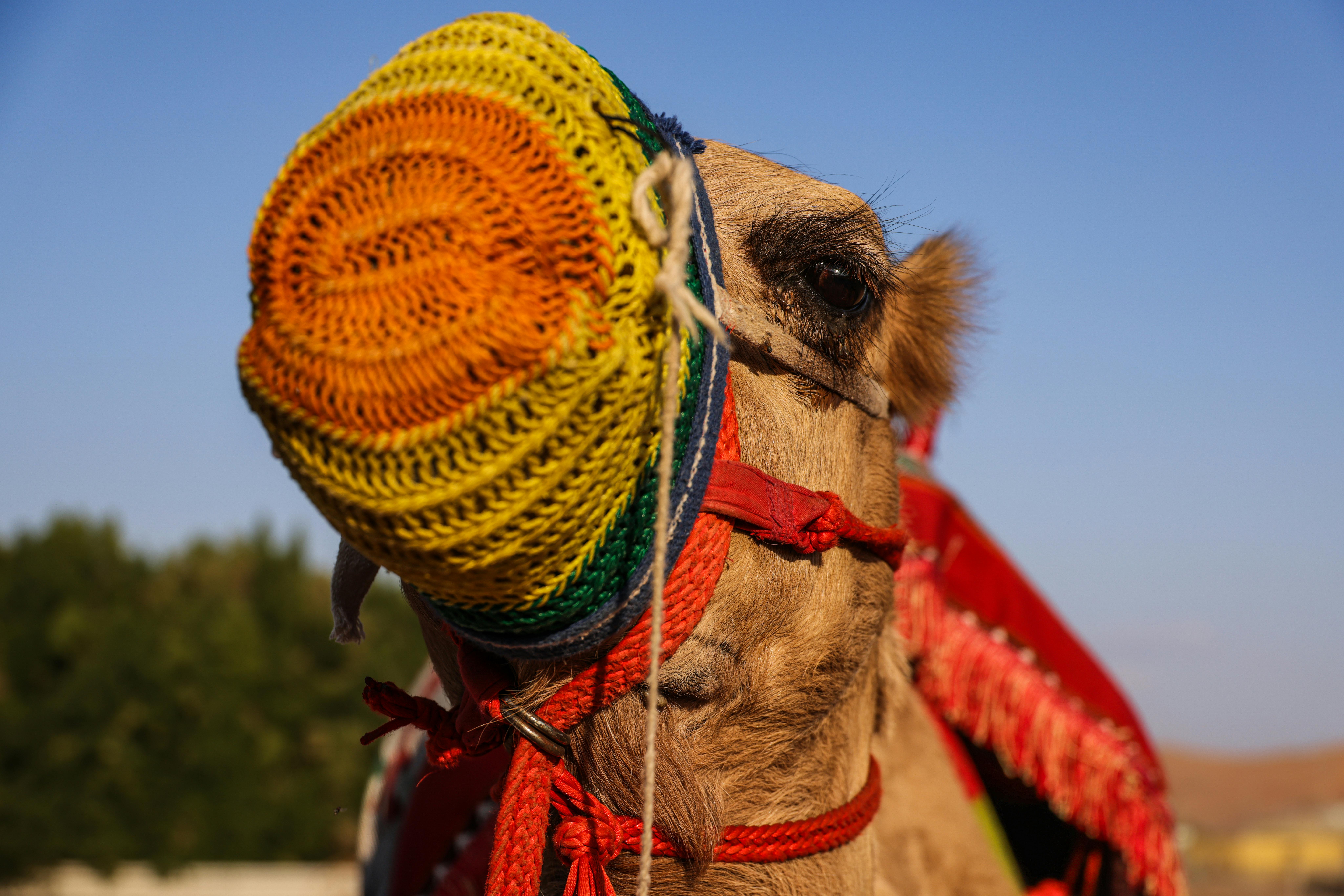 Funny Camel Photos, Download The BEST Free Funny Camel Stock Photos ...