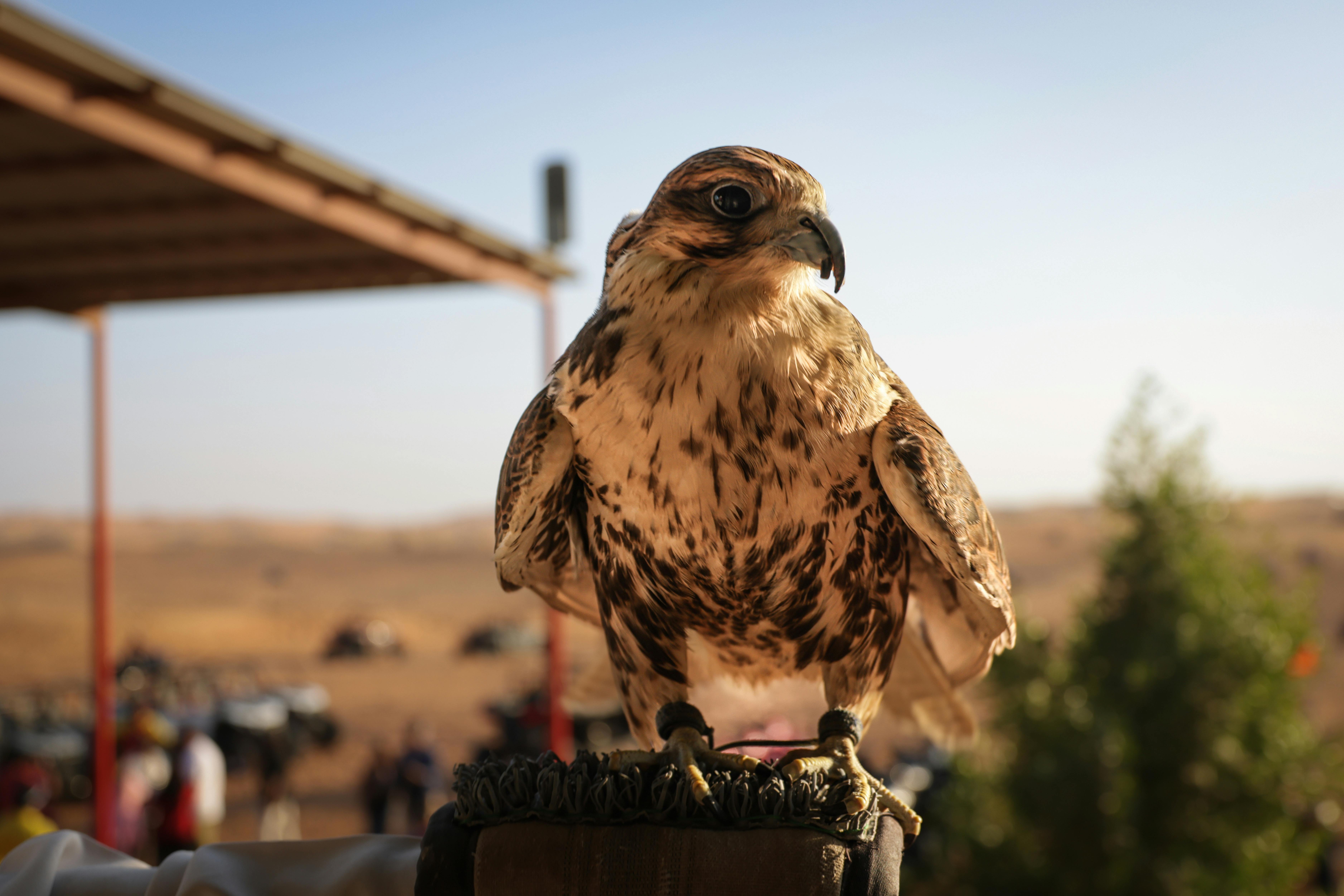 Kelvan+Images Photos, Download The BEST Free Kelvan+Images Stock Photos ...