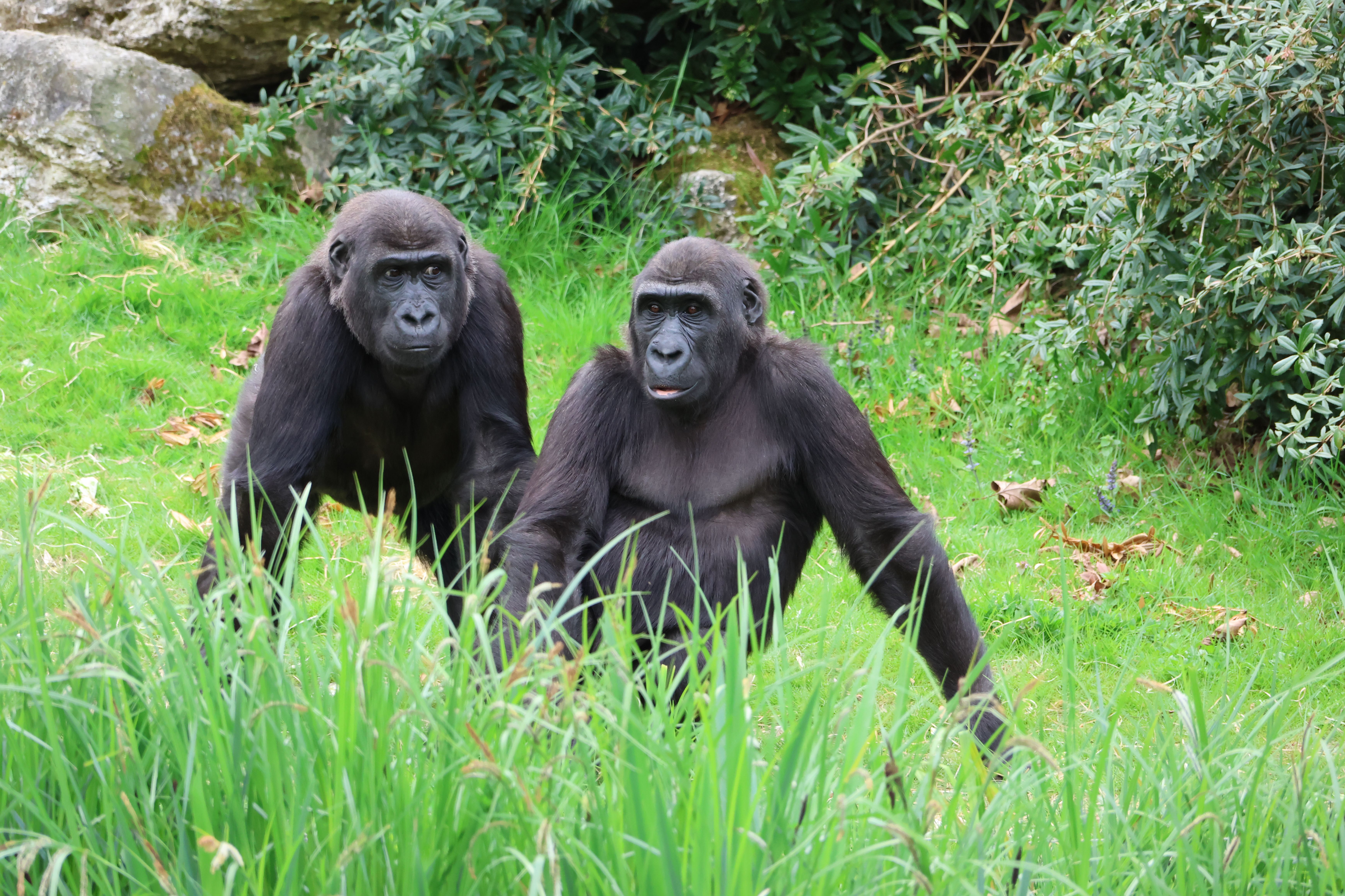 Gorillas in Natural Habitat at Zoo · Free Stock Photo