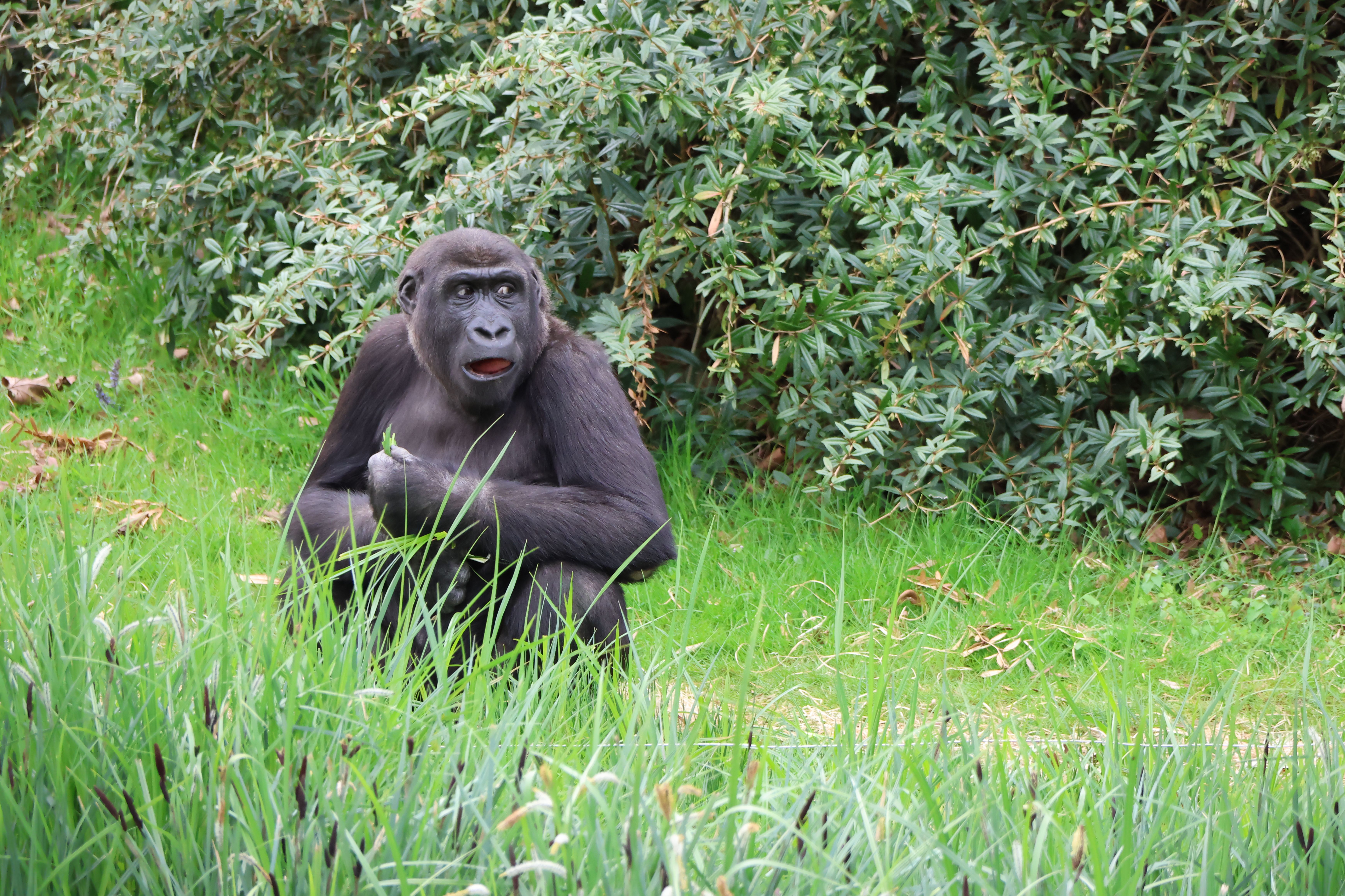 Ape Photos, Download The BEST Free Ape Stock Photos & HD Images
