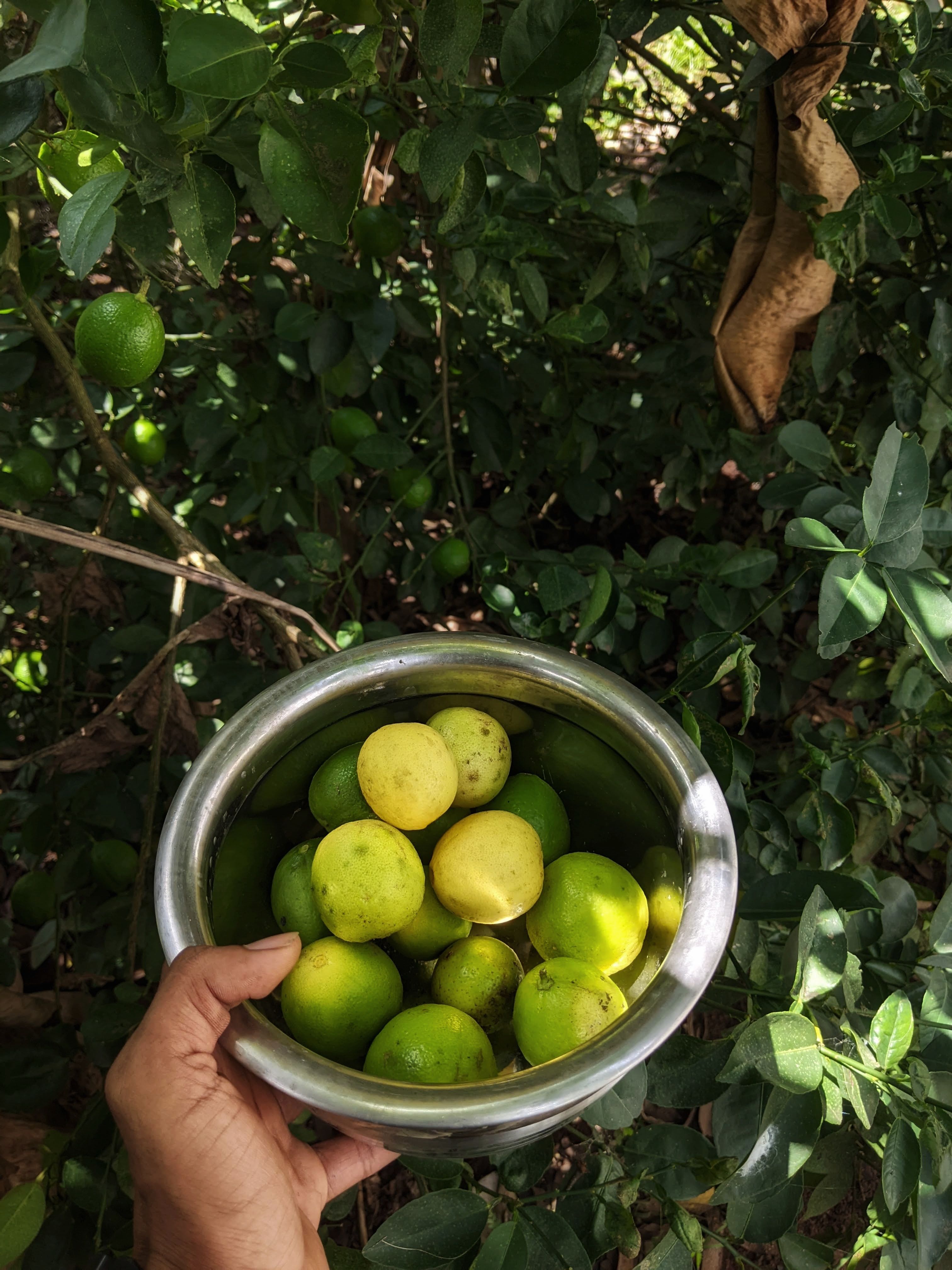 Harvesting Fresh Lemons from Home Garden · Free Stock Photo