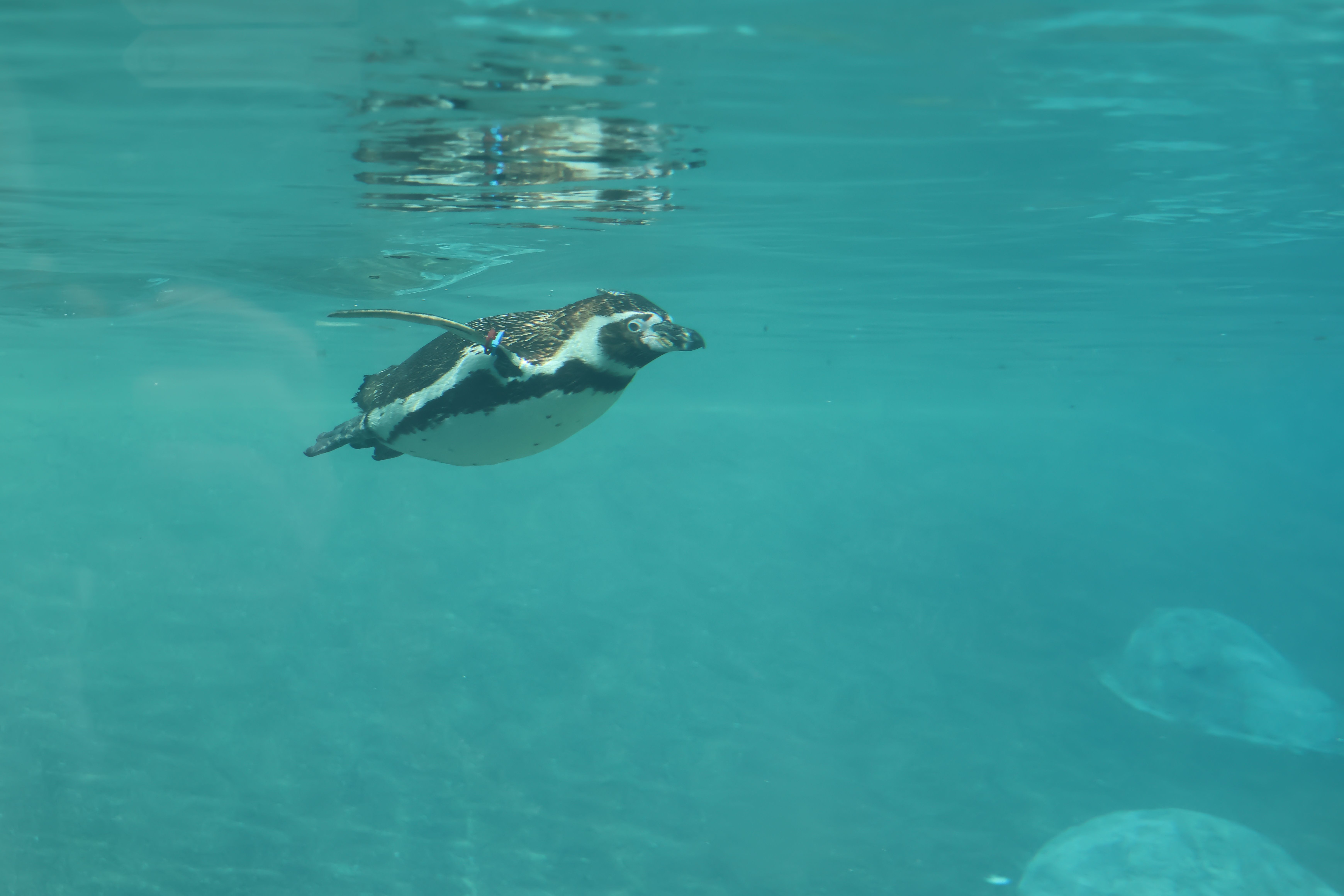 Humboldt Penguin Swimming Underwater in Clear Blue Ocean · Free Stock Photo