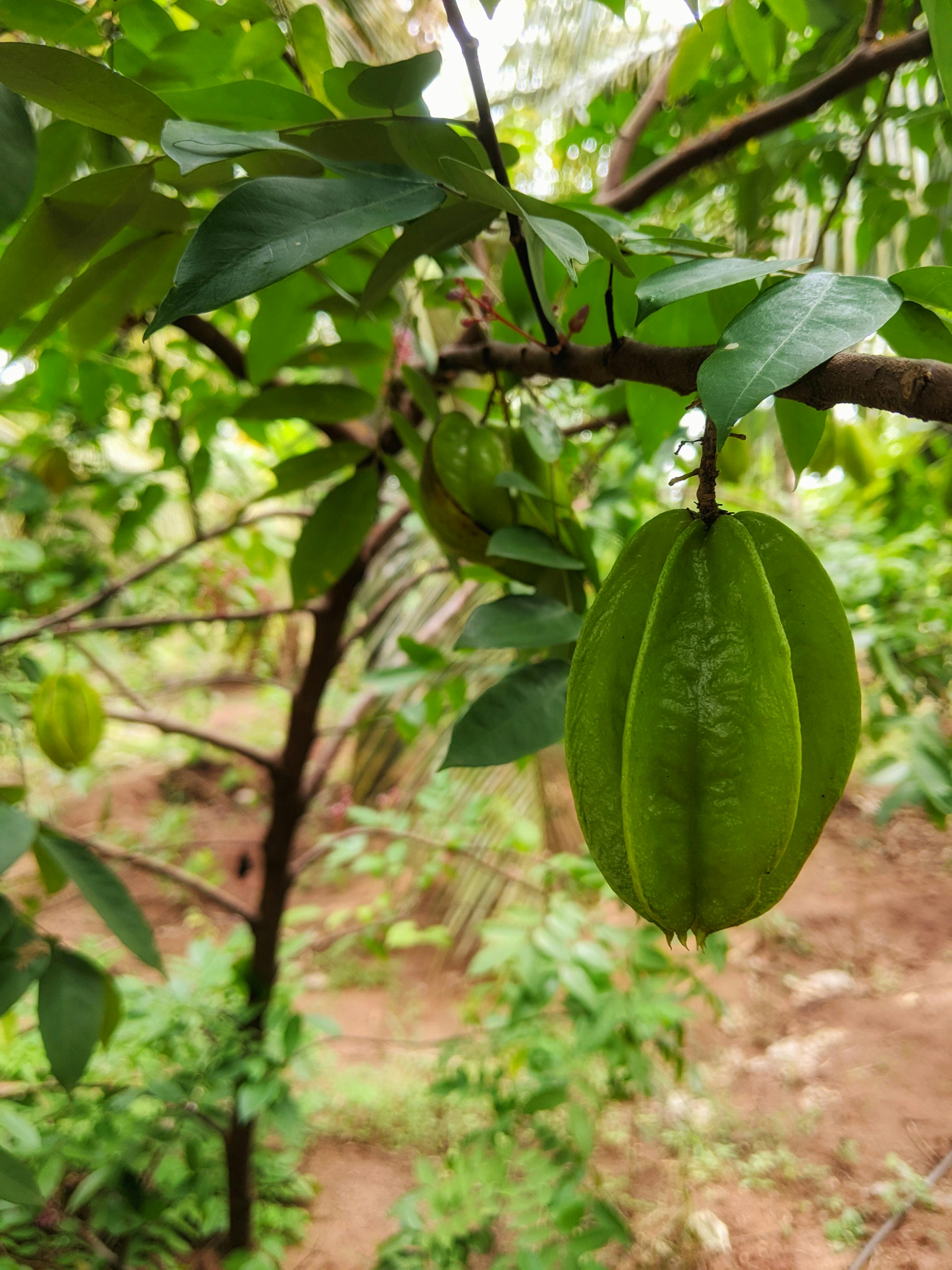 Anar Fruit Photos, Download The BEST Free Anar Fruit Stock Photos & HD ...