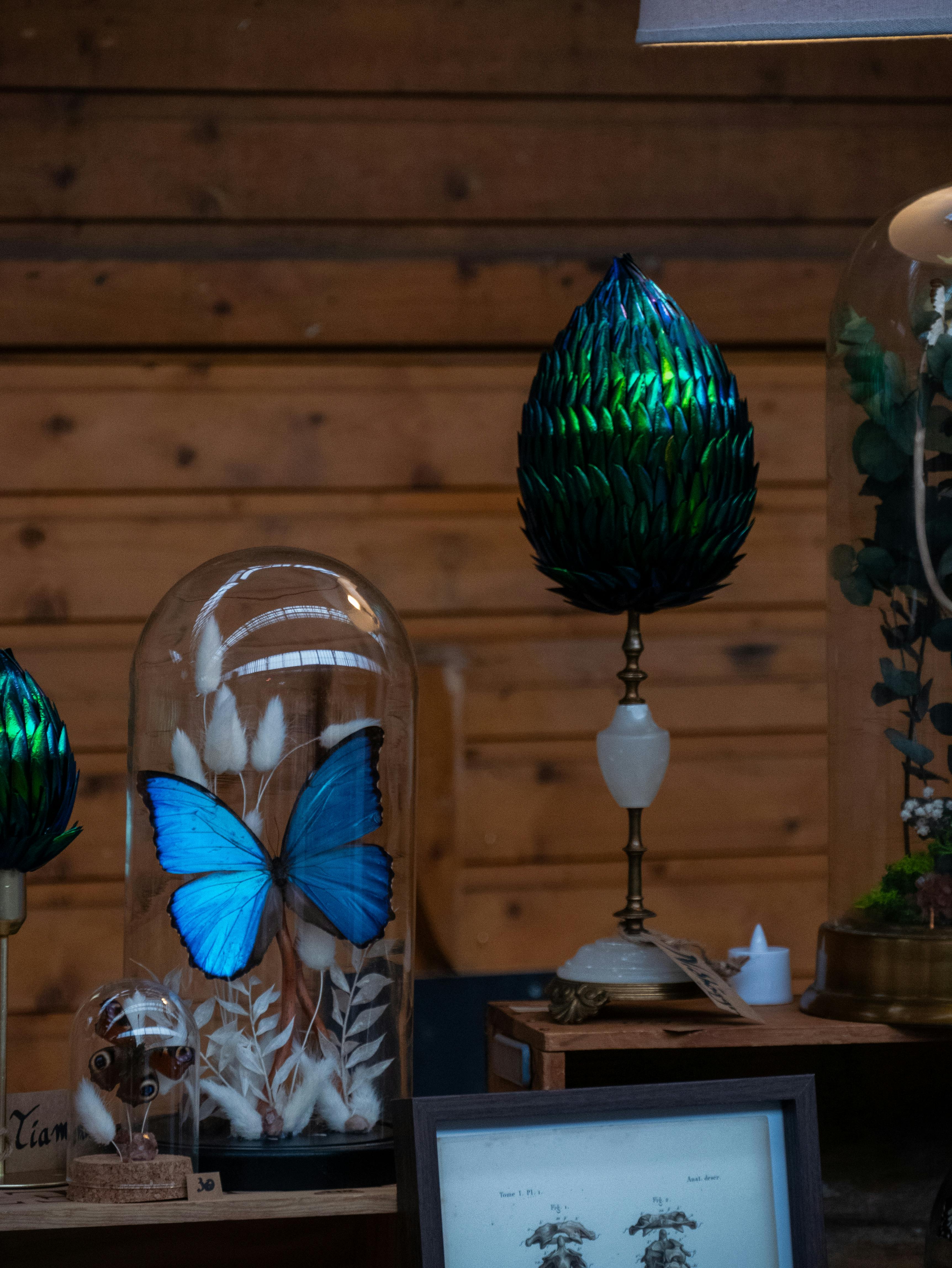 Intriguing Art Decor with Blue Butterfly Display · Free Stock Photo