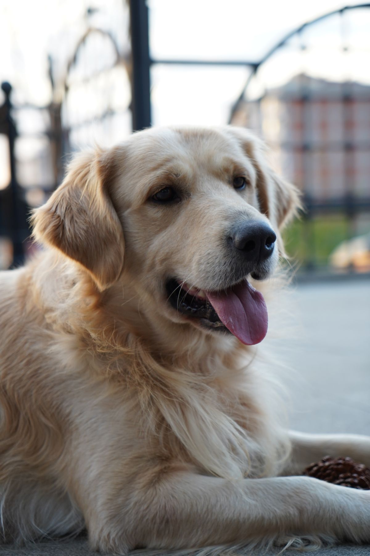 Golden Retriever Happy New Year Photos, Download The BEST Free Golden ...