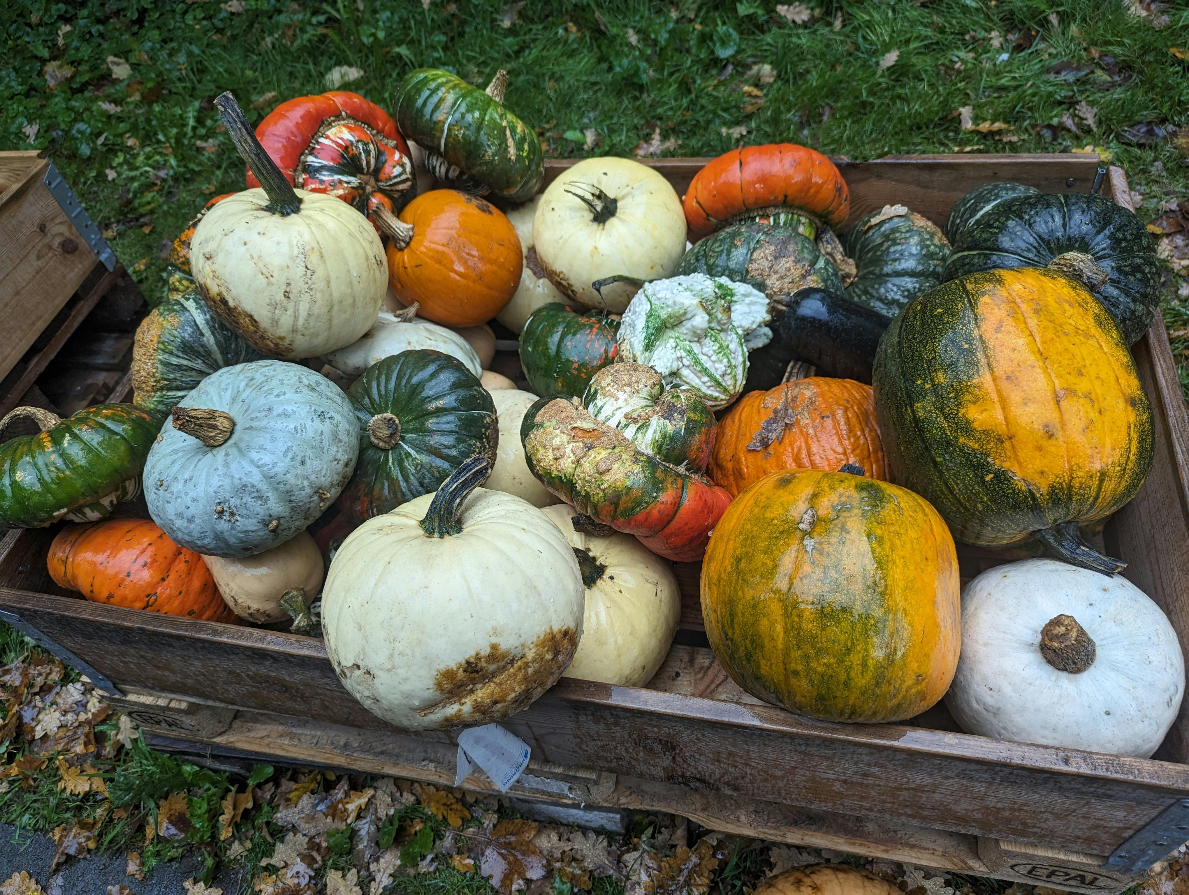 Squash Photos, Download The BEST Free Squash Stock Photos & HD Images