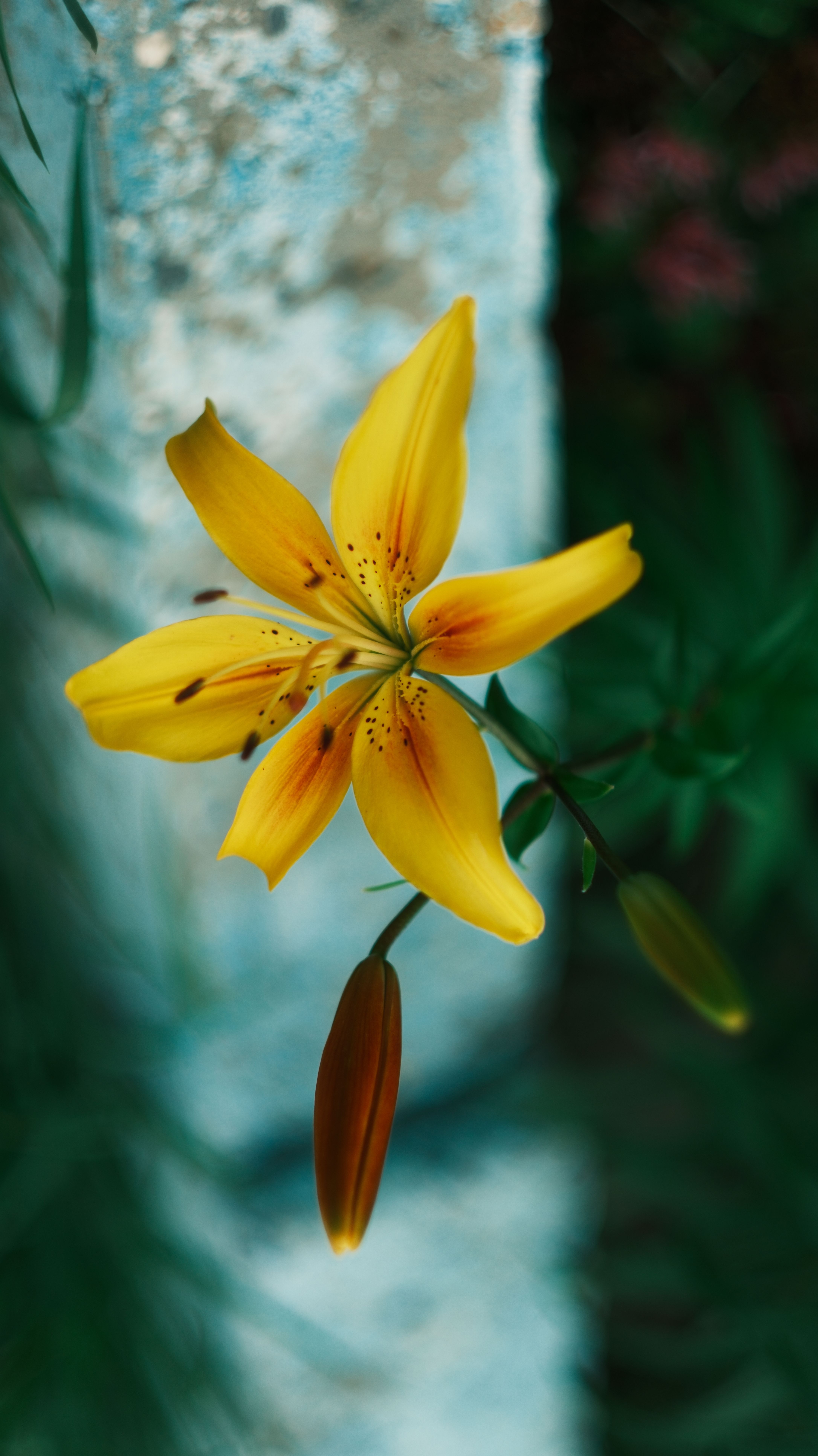 Lily Chet Wallpaper 4k Photos, Download The BEST Free Lily Chet ...