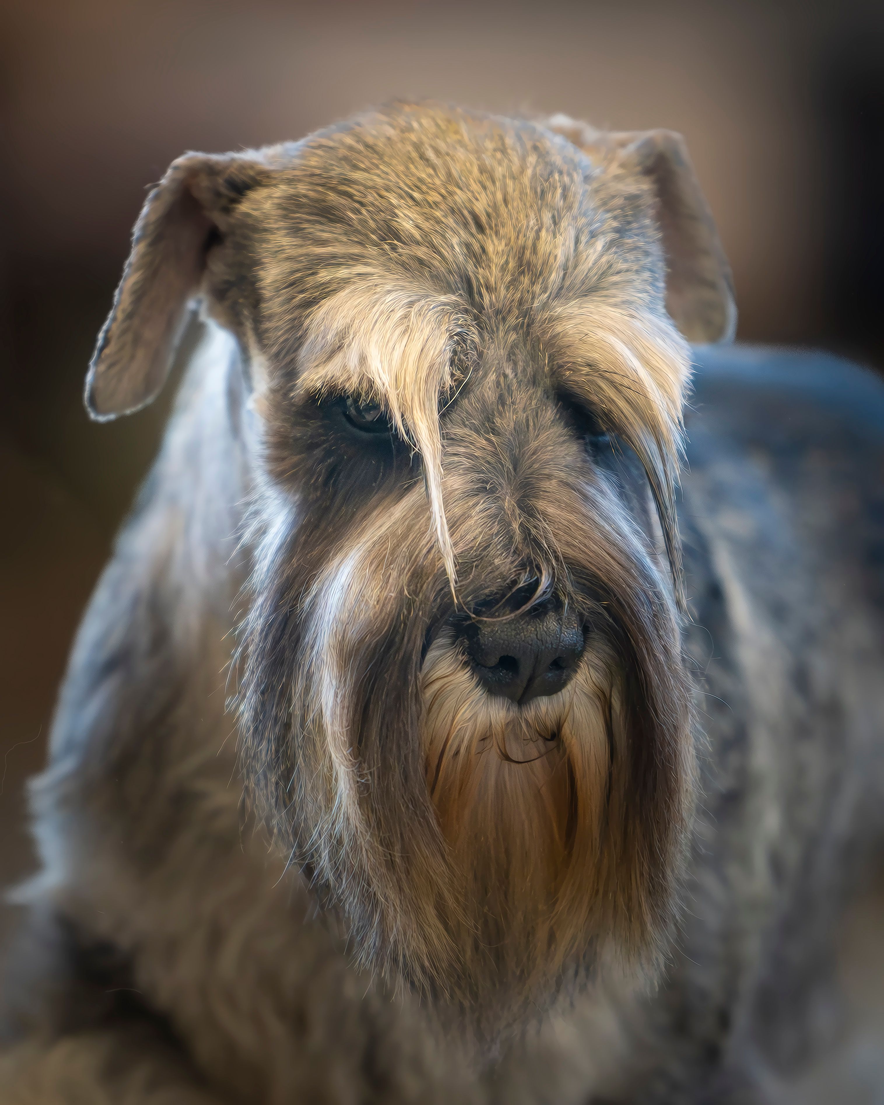 Dog Beard Photos, Download The BEST Free Dog Beard Stock Photos & HD Images