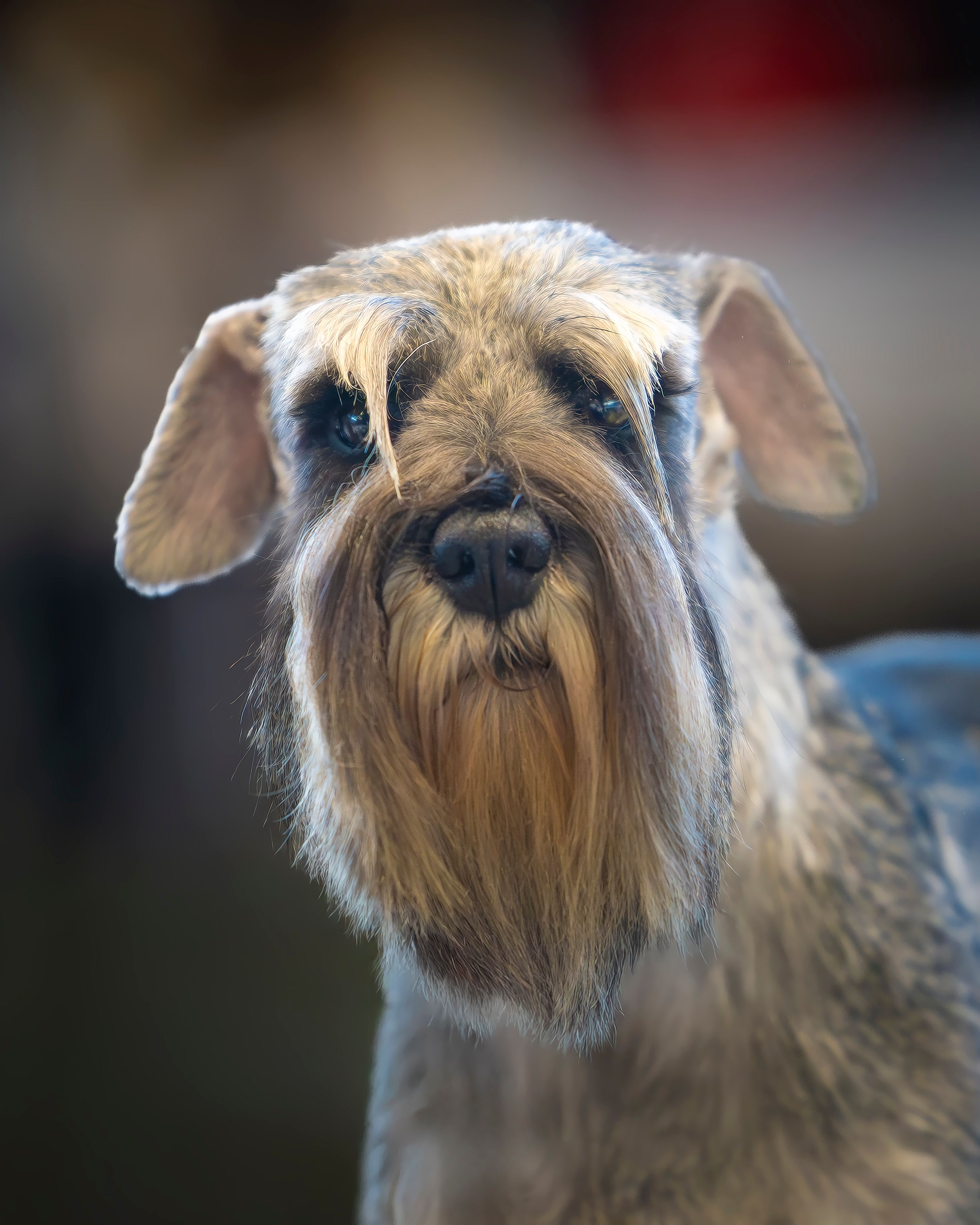 Cute Pets Photos, Download The BEST Free Cute Pets Stock Photos & HD Images