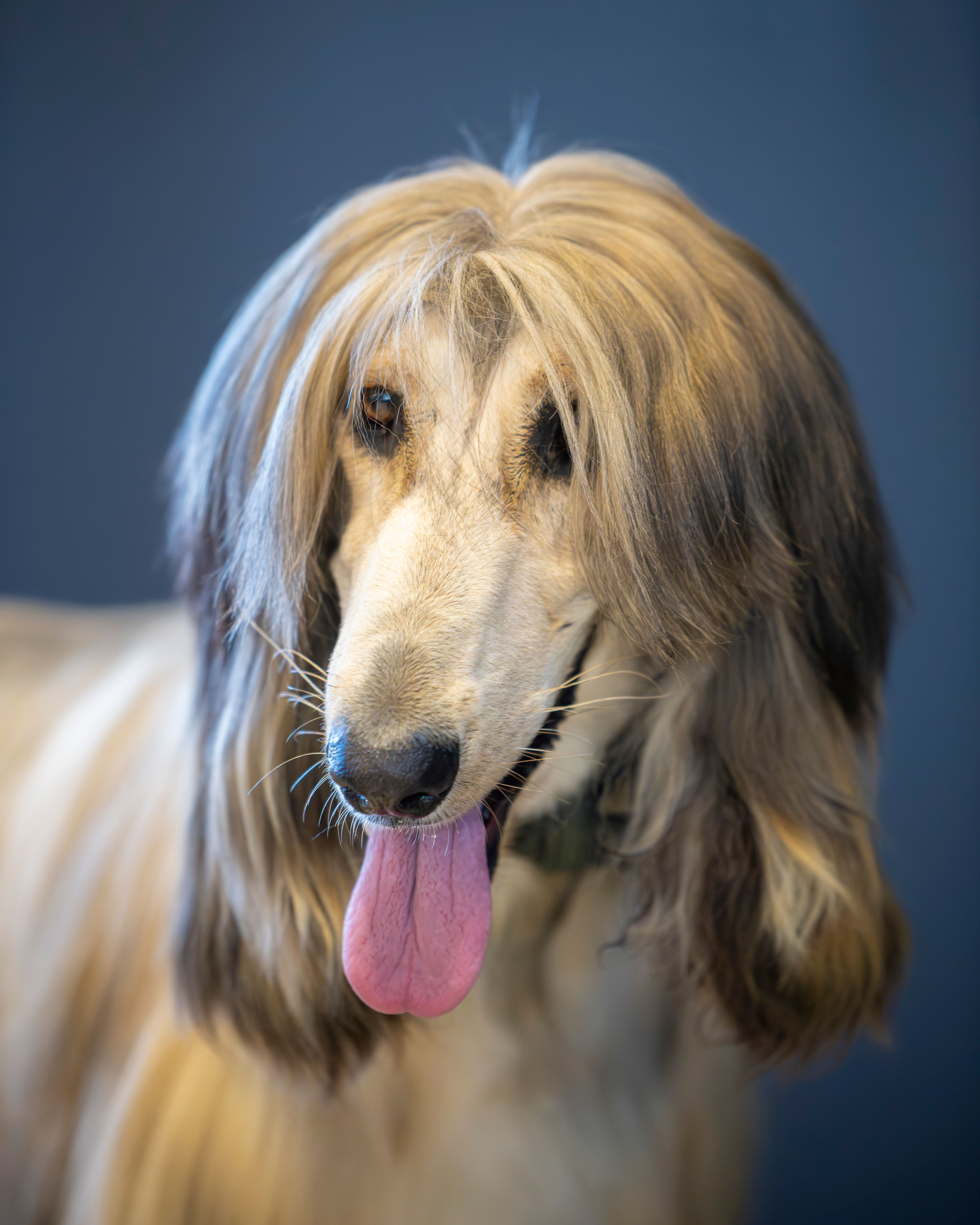 Outline Of Dog Photos, Download The BEST Free Outline Of Dog Stock ...