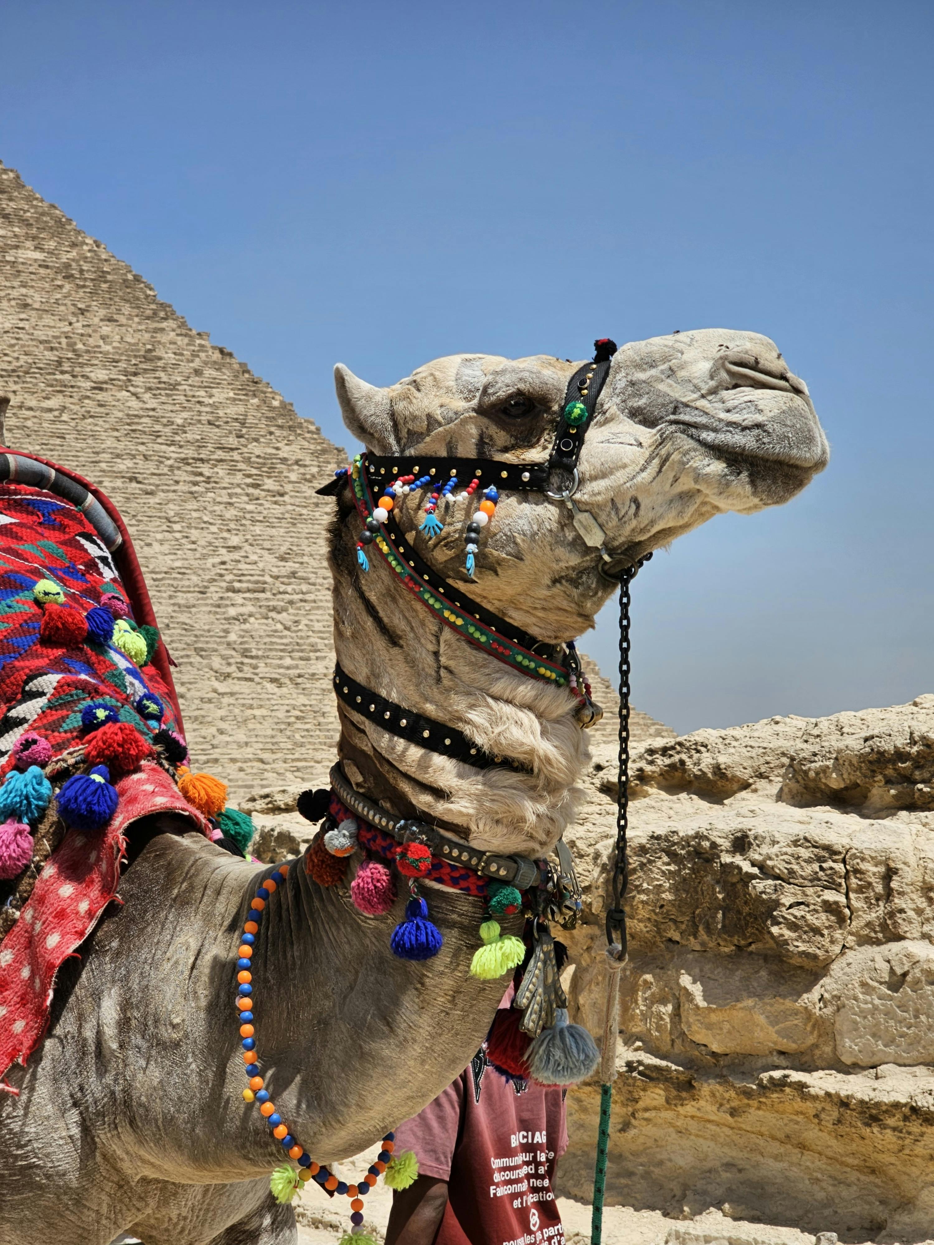 Funny Camel Photos, Download The BEST Free Funny Camel Stock Photos ...