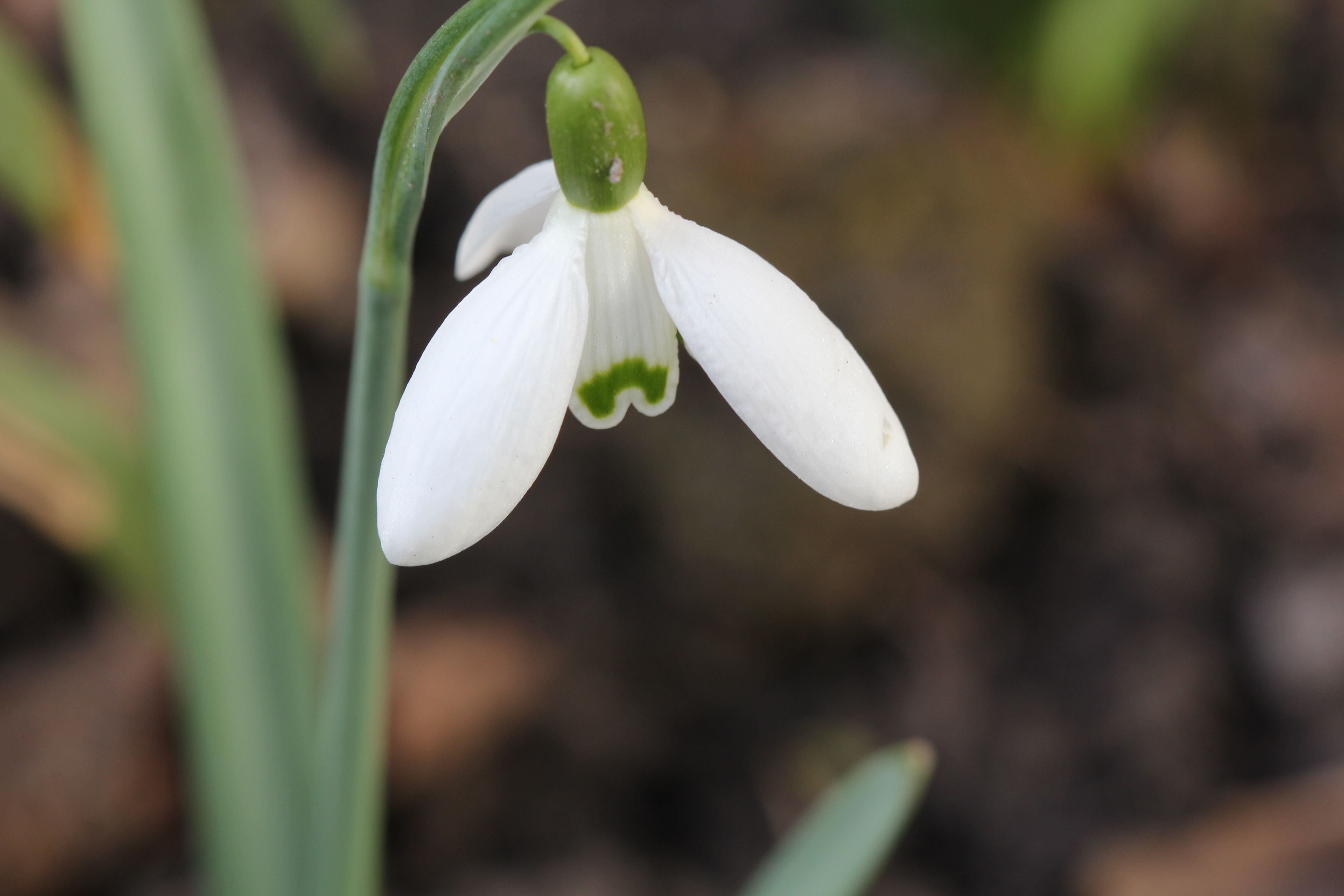 Close-Up of Snowdrop Flower in Early Spring · Free Stock Photo