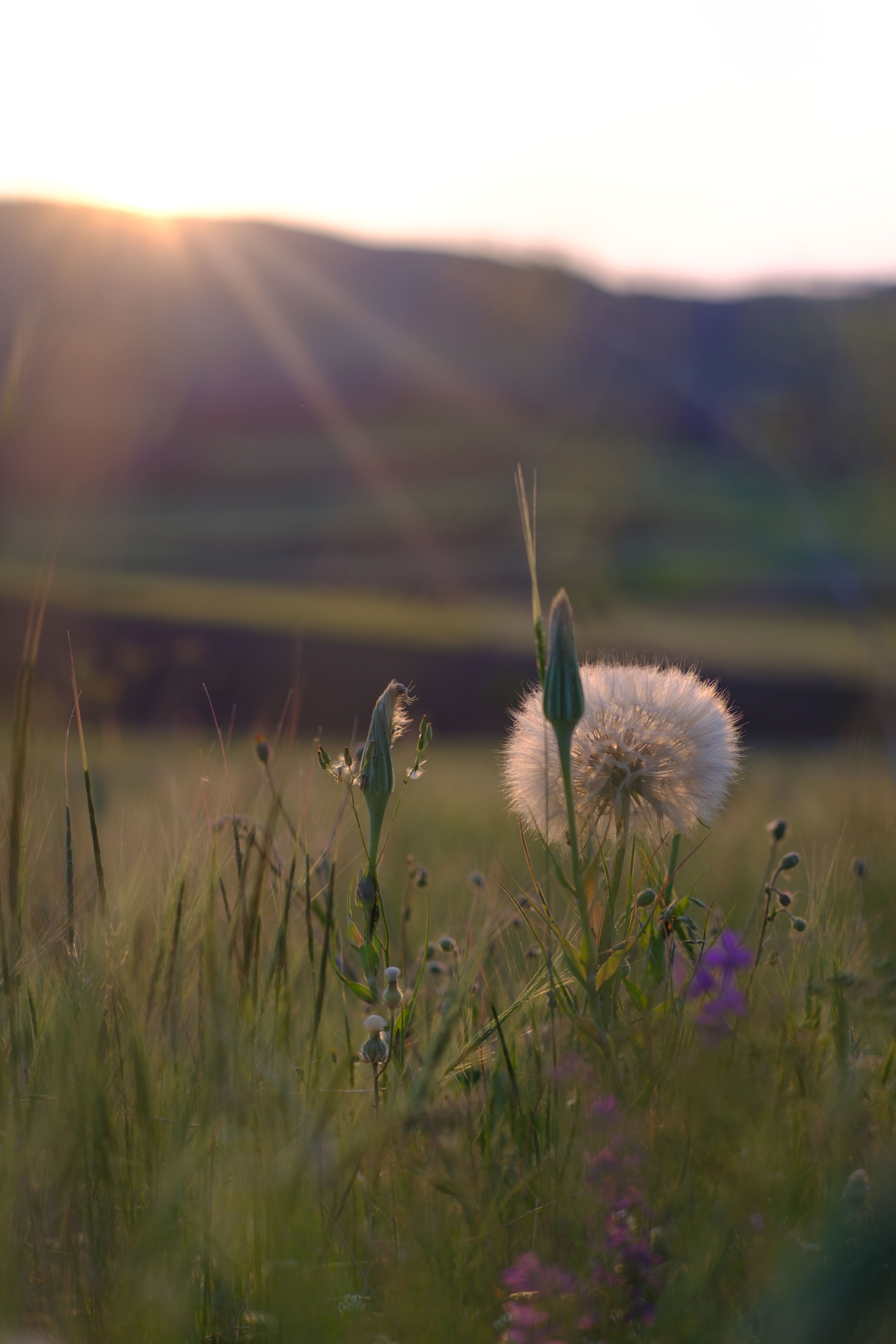 Serene Spring Meadow with Sunlit Dandelion · Free Stock Photo