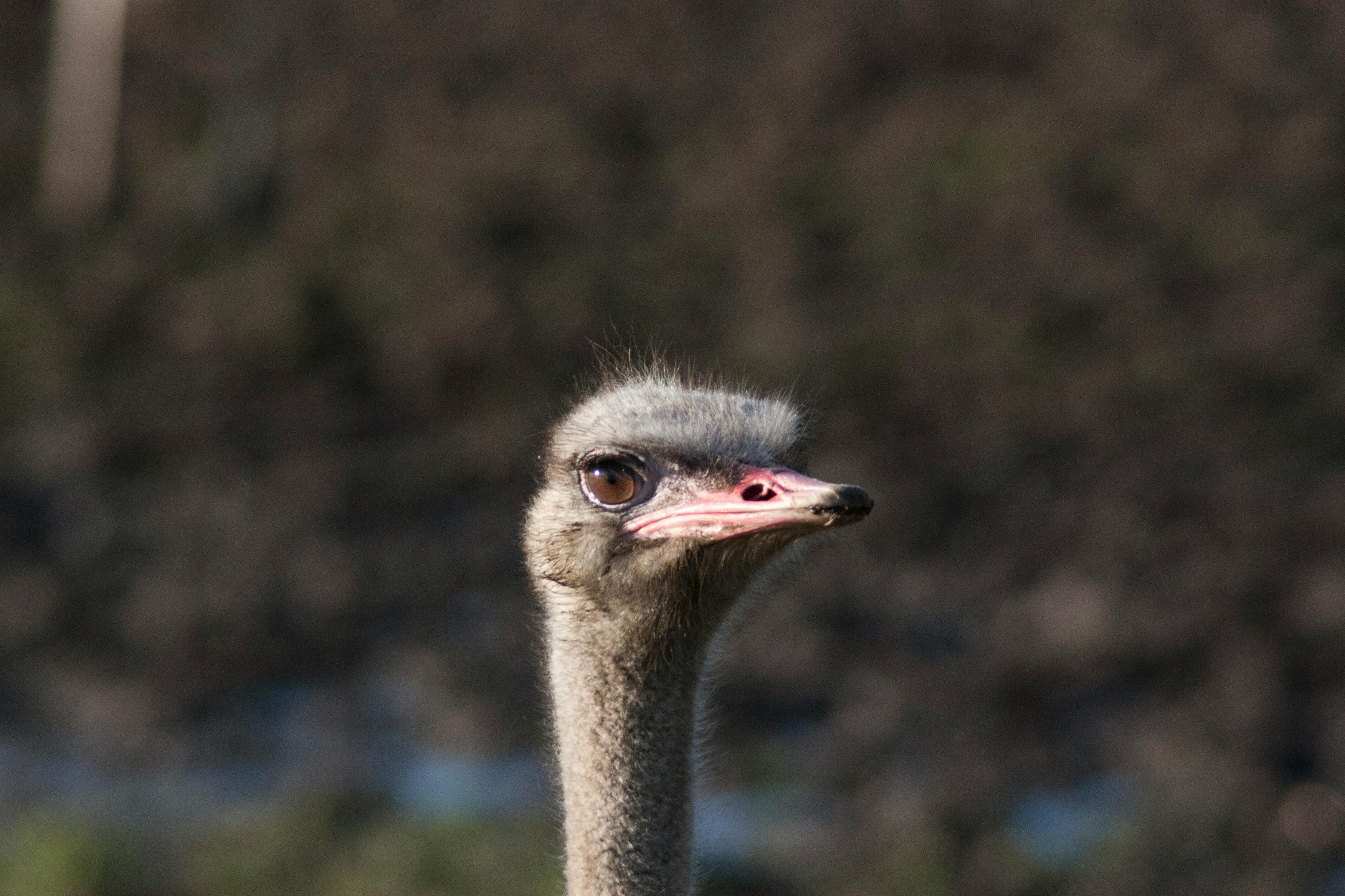 Adaptation Photos, Download The BEST Free Adaptation Stock Photos & HD ...