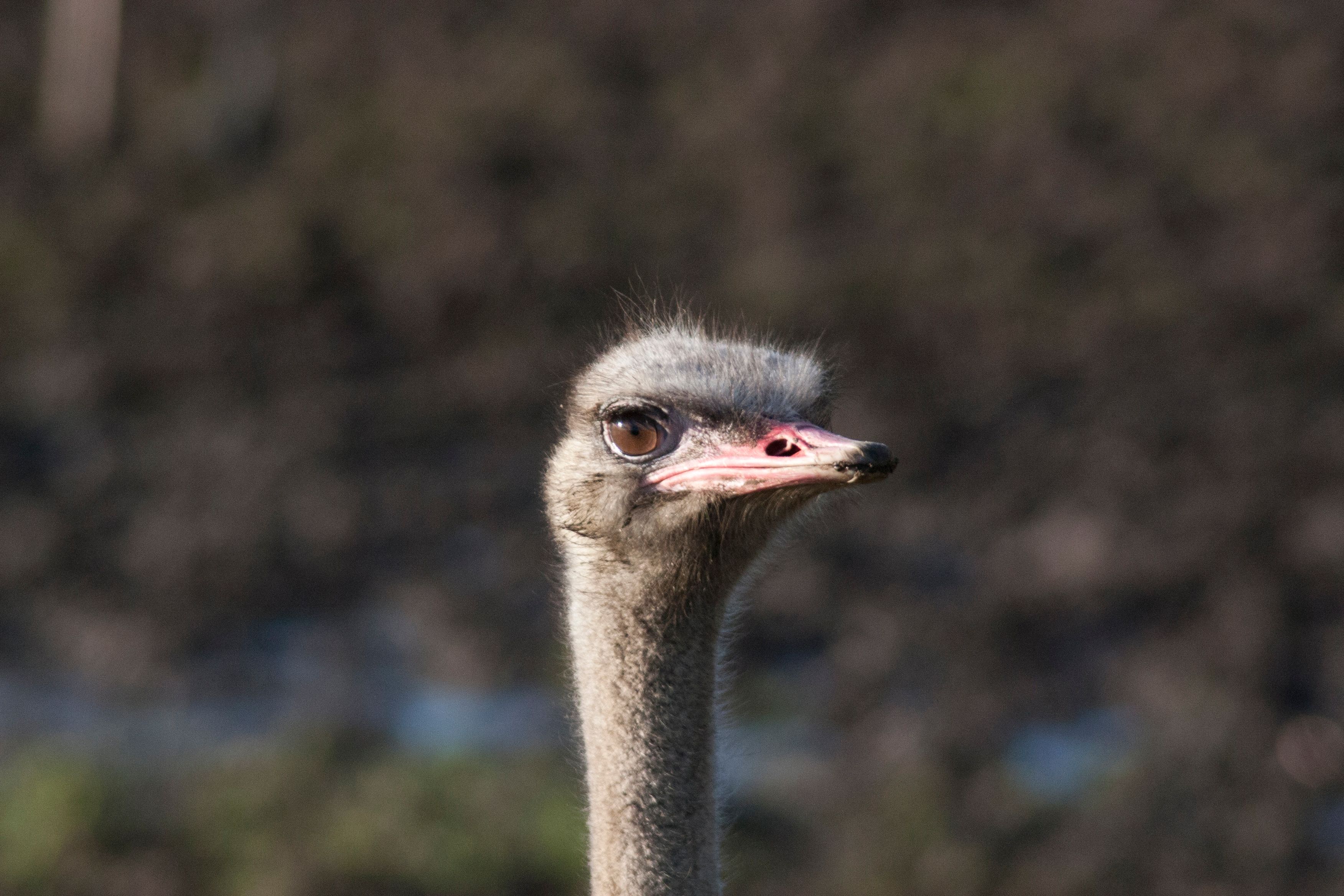 Close-up Portrait of an Ostrich in Natural Habitat · Free Stock Photo