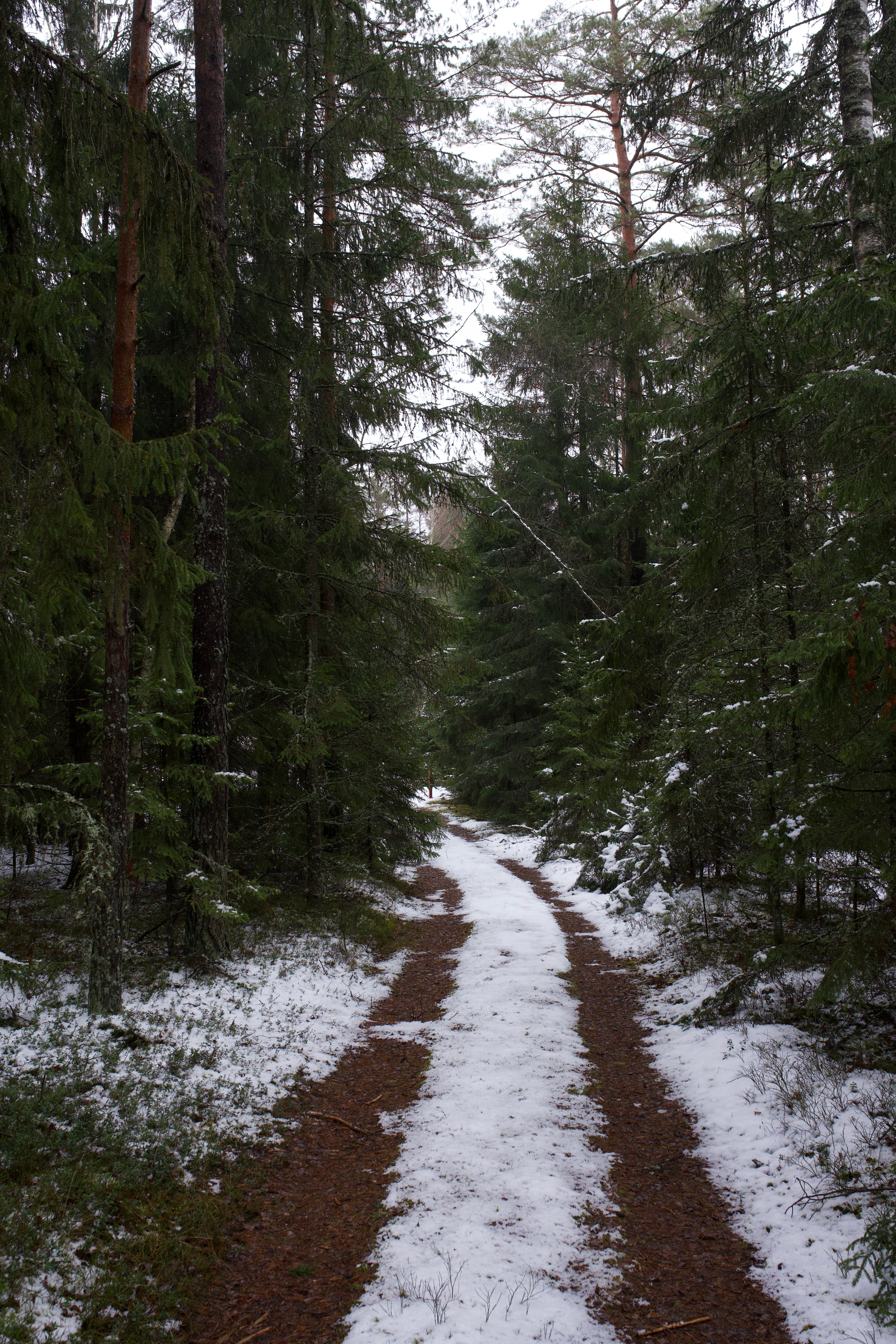 Winter Path Through Belarusian Forest · Free Stock Photo