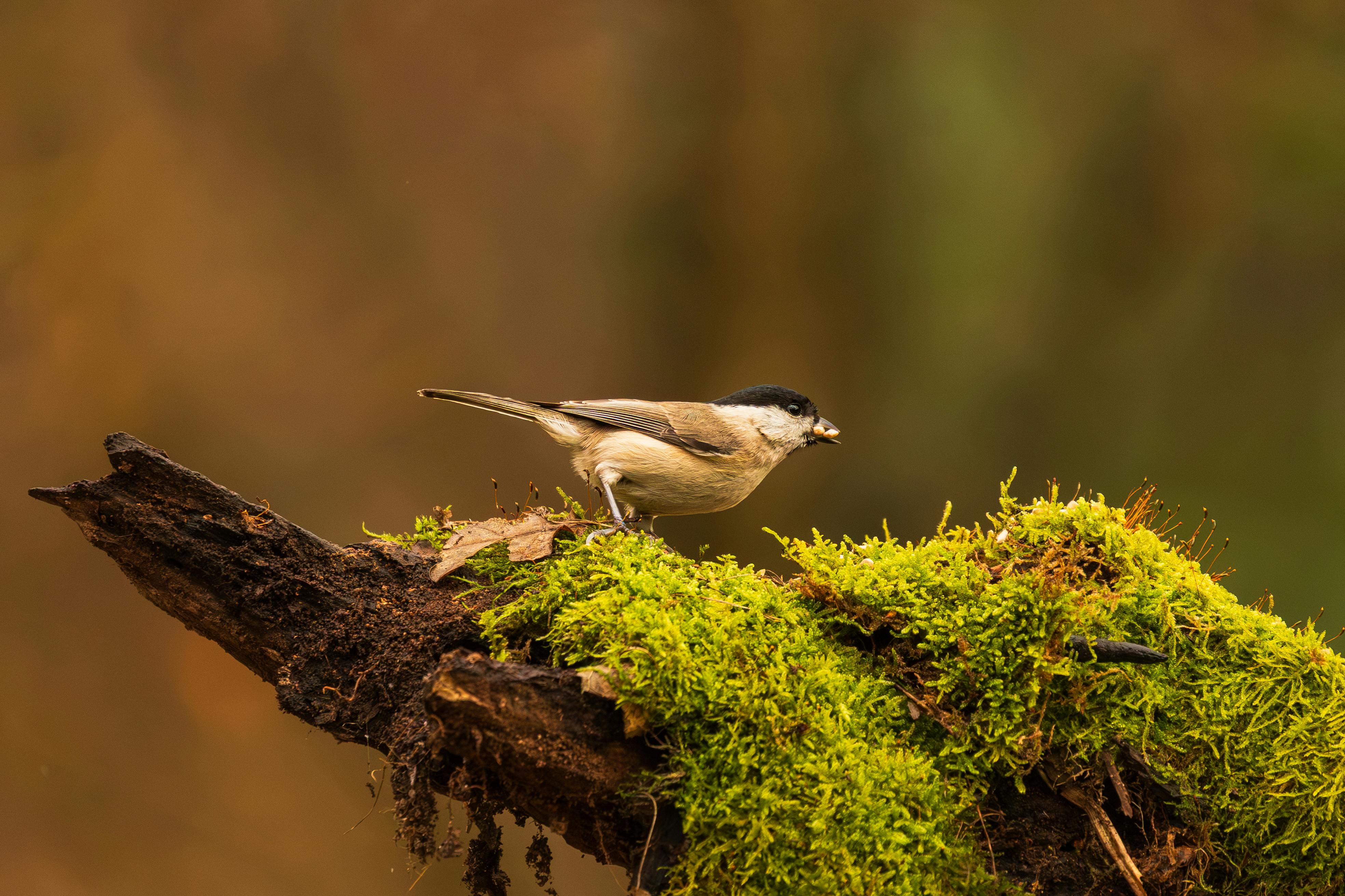 Intro Background Photos, Download The BEST Free Intro Background Stock ...