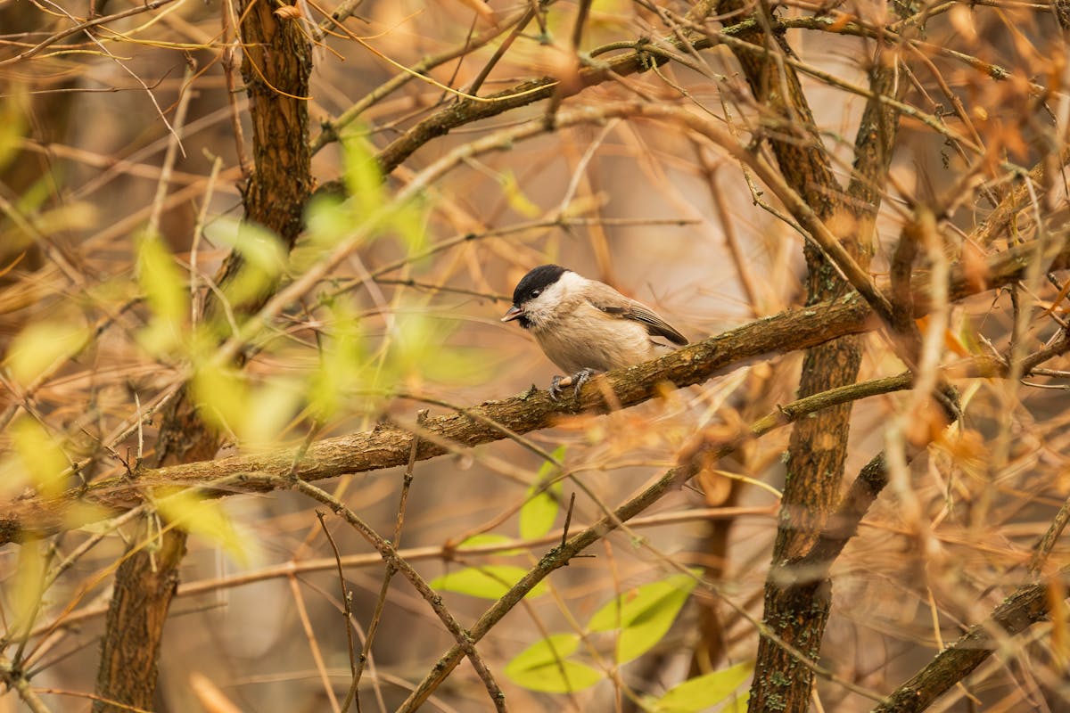 Free Pix Photos, Download The BEST Free Free Pix Stock Photos & HD Images