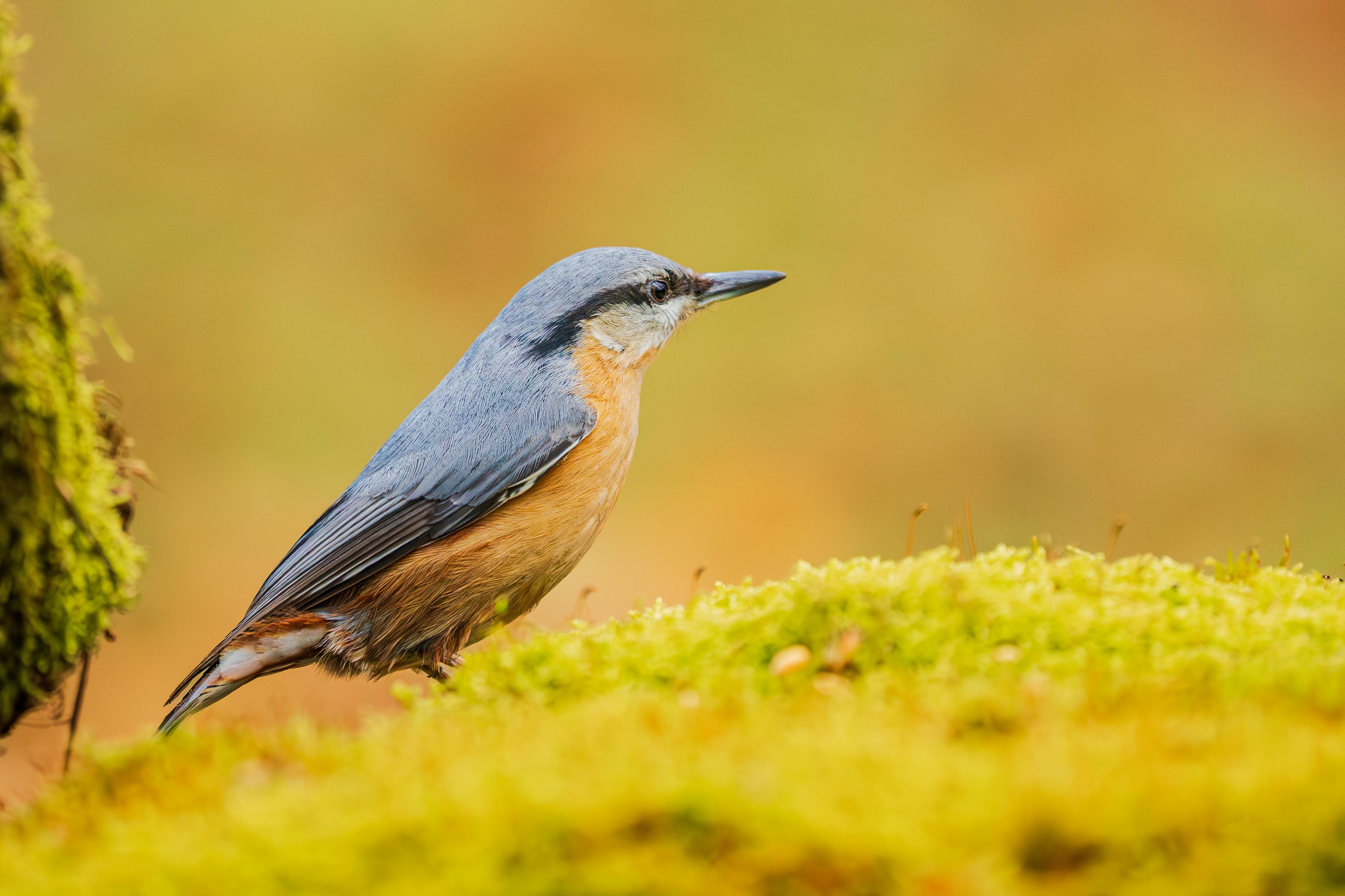 Karlee Grey Photos, Download The BEST Free Karlee Grey Stock Photos ...