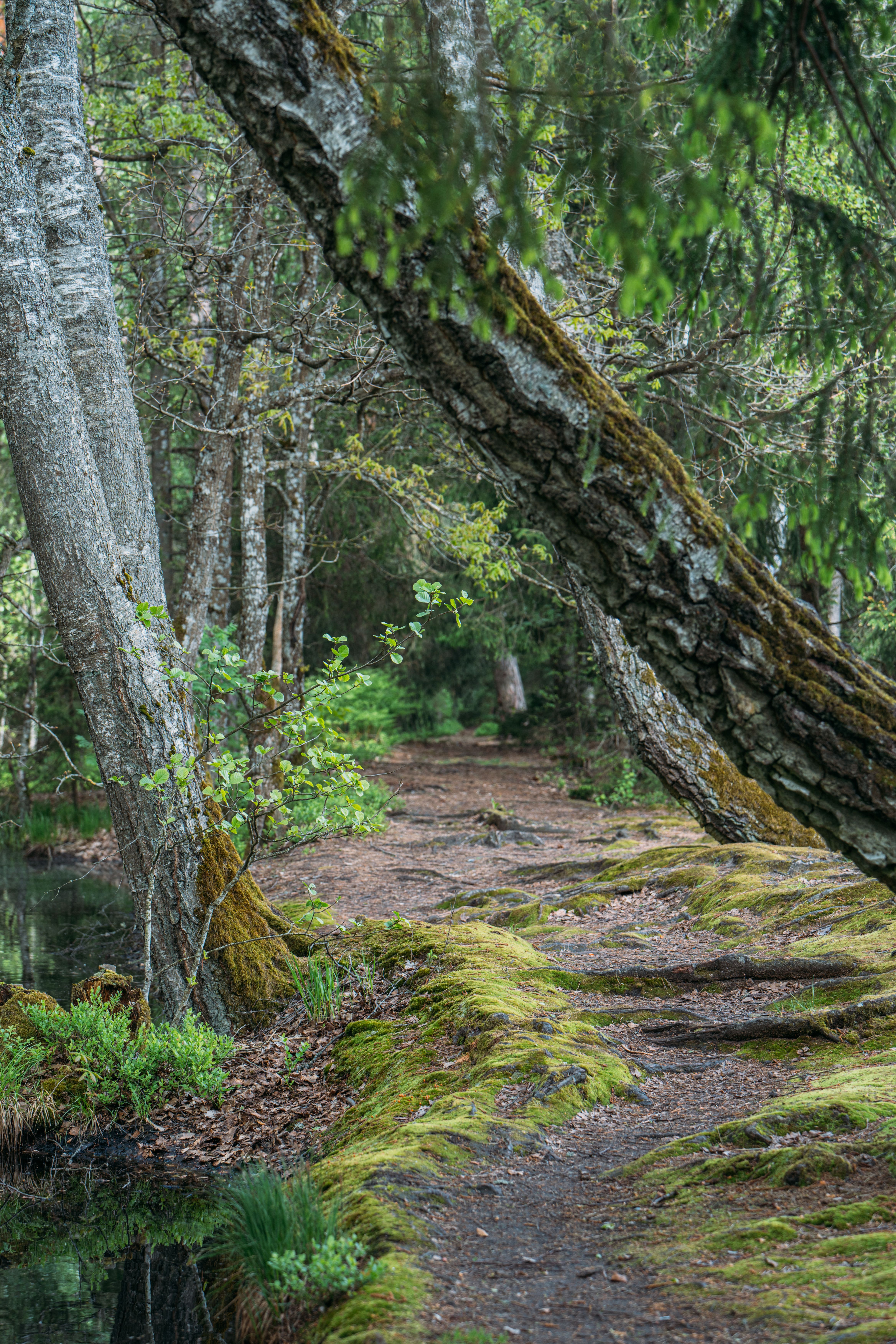 Forest Trail Photos, Download The BEST Free Forest Trail Stock Photos ...