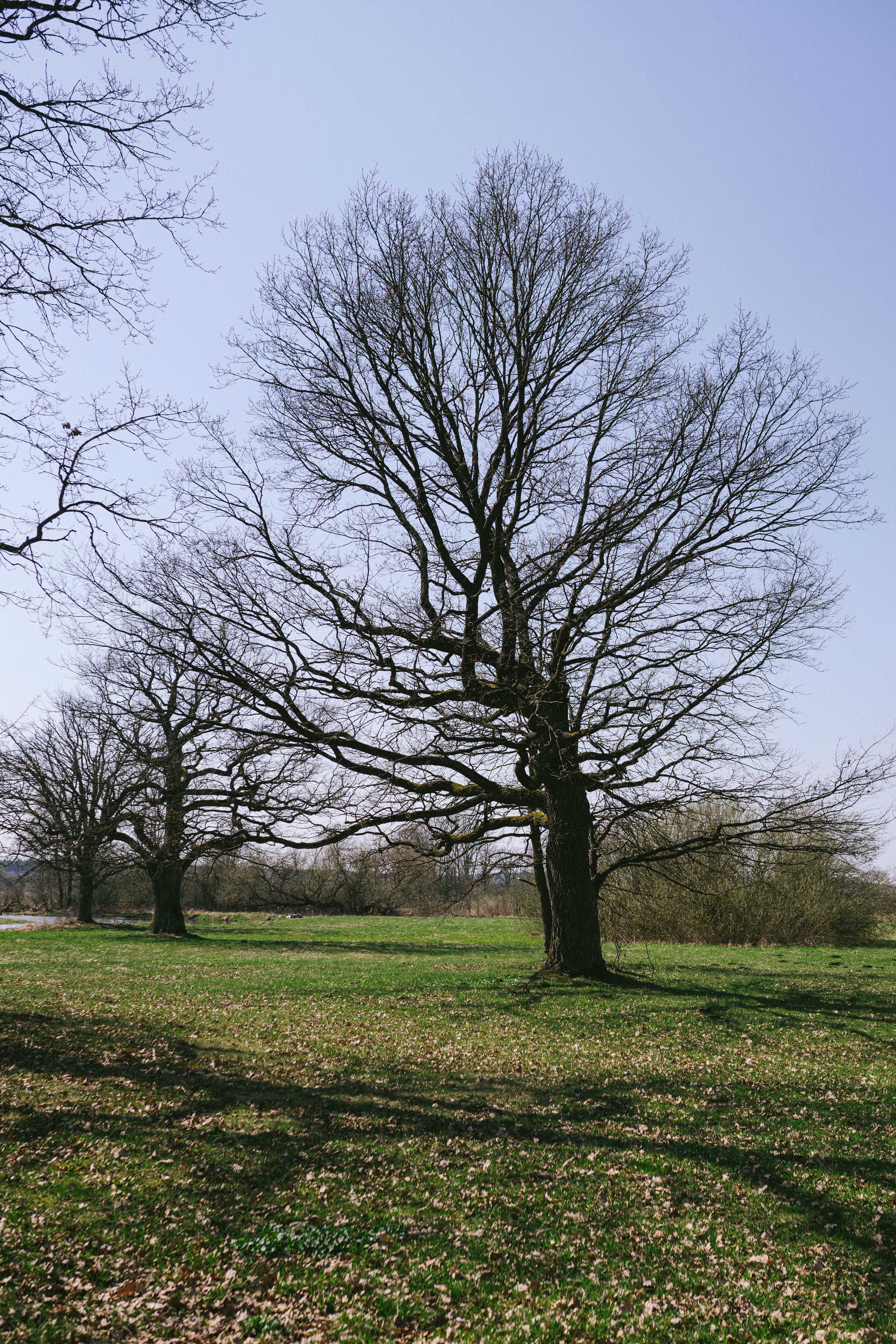 Majestic Oak Tree in Early Spring Landscape · Free Stock Photo