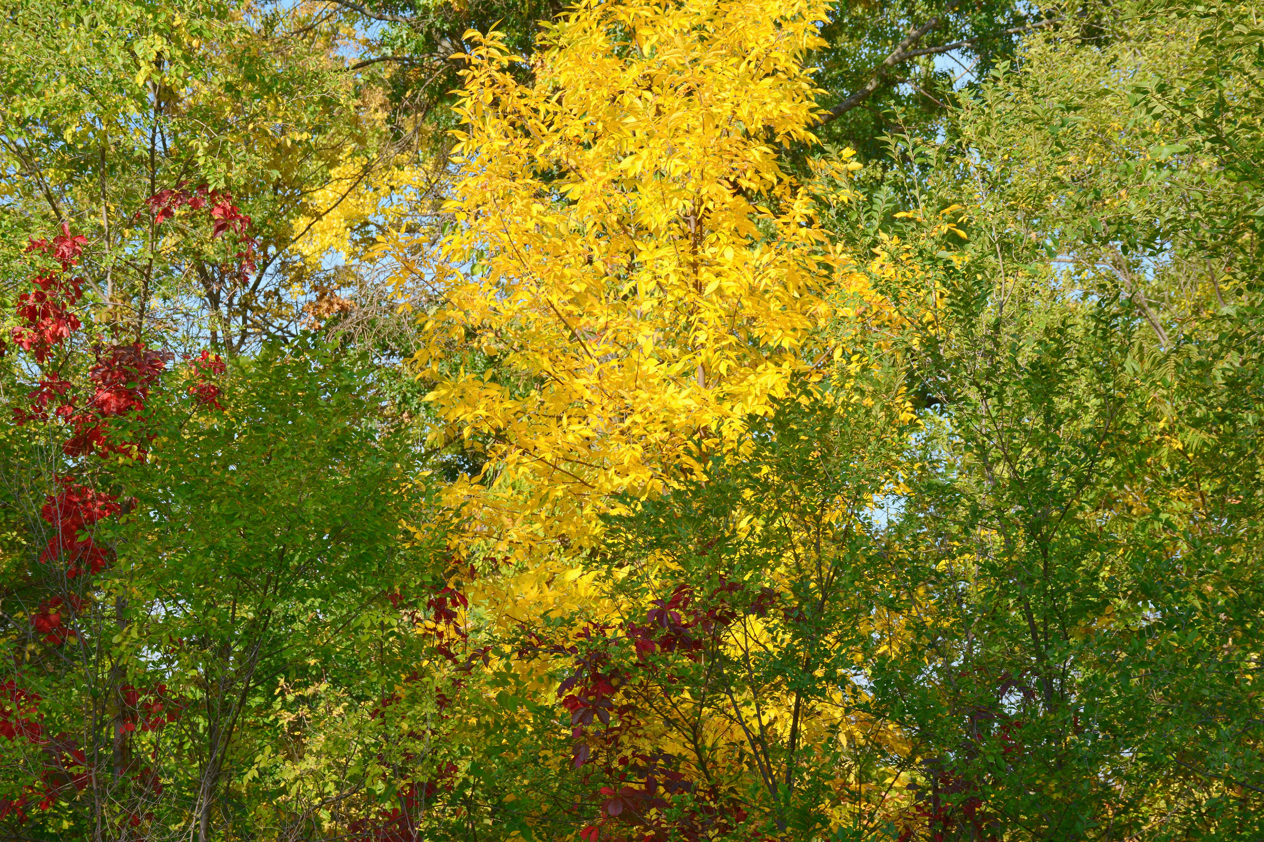 Colorful Autumn Foliage in Minnesota Park · Free Stock Photo