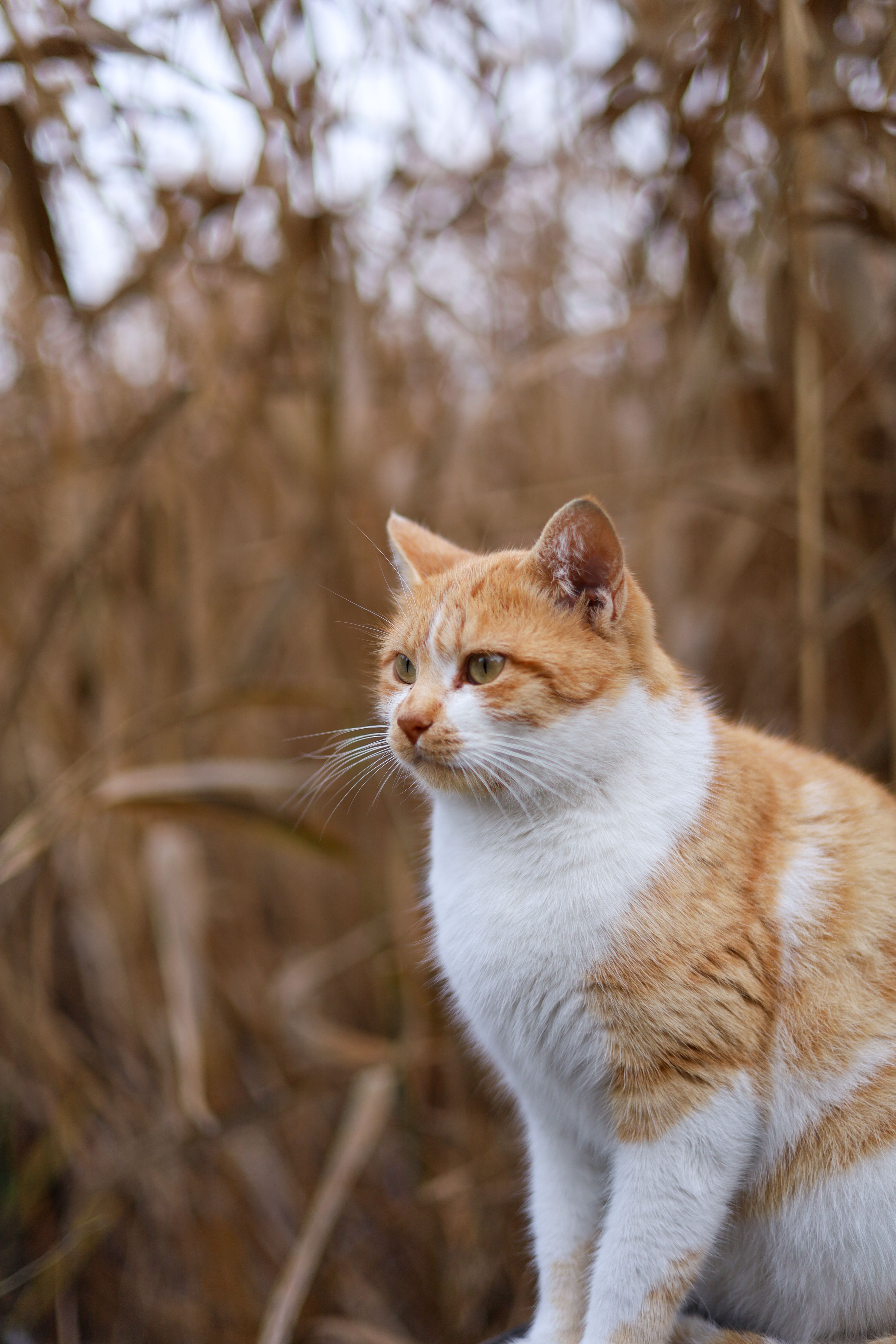Beluga Cat Photos, Download The BEST Free Beluga Cat Stock Photos & HD ...