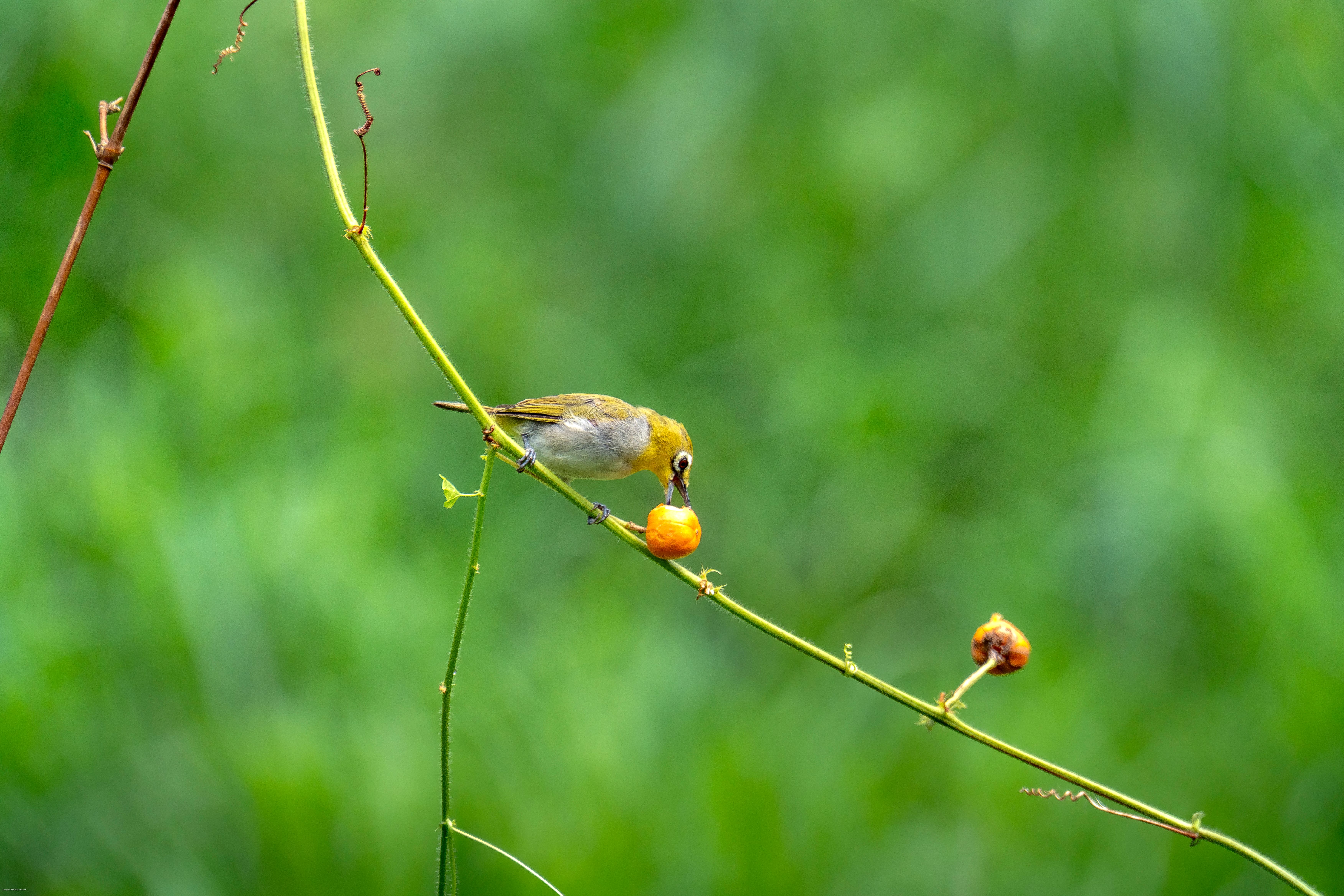 Small Bird Eating Fruit on Vine in Nature · Free Stock Photo