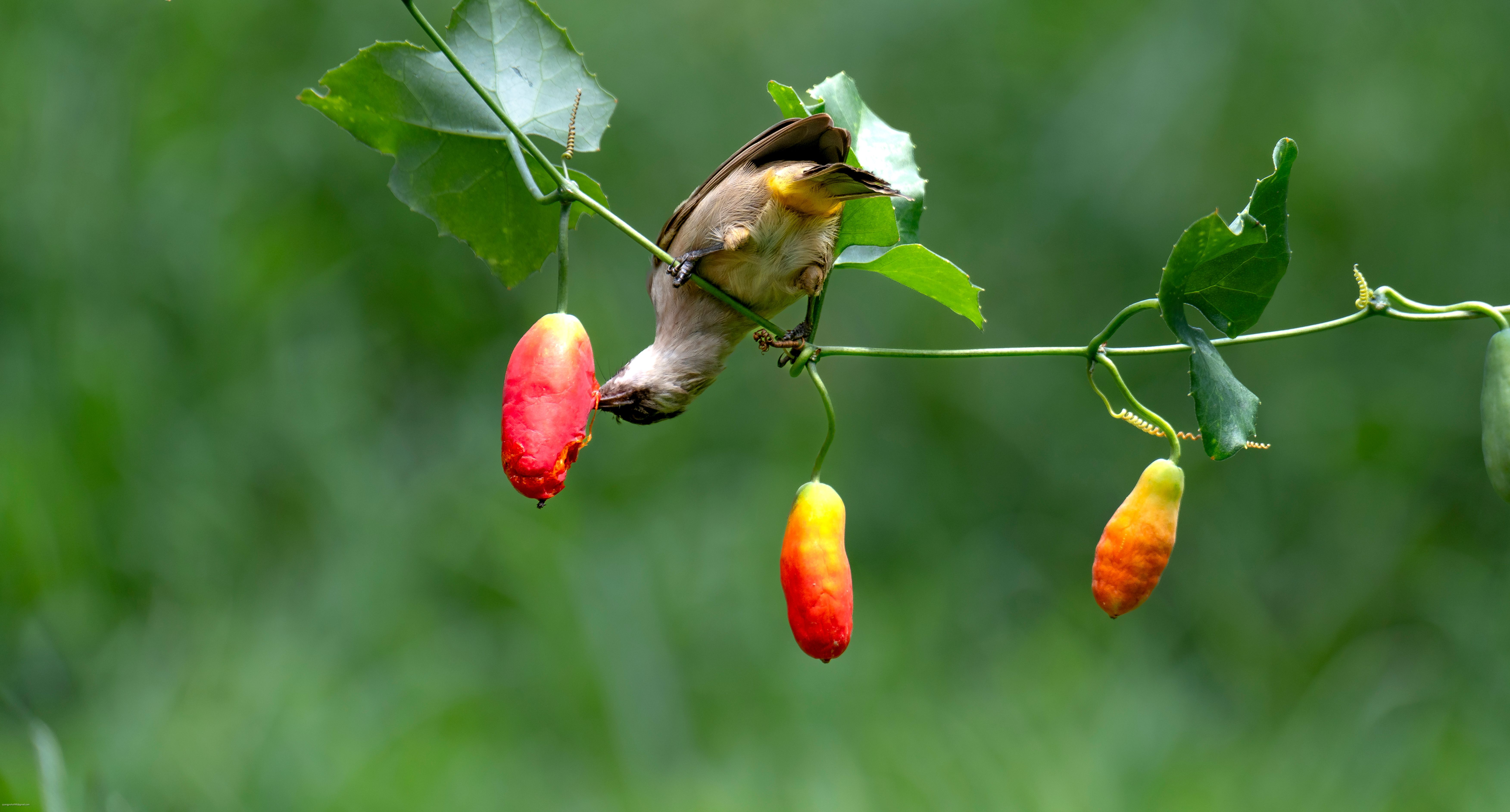 Fruit Manipulation In Photoshop Photos, Download The BEST Free Fruit ...