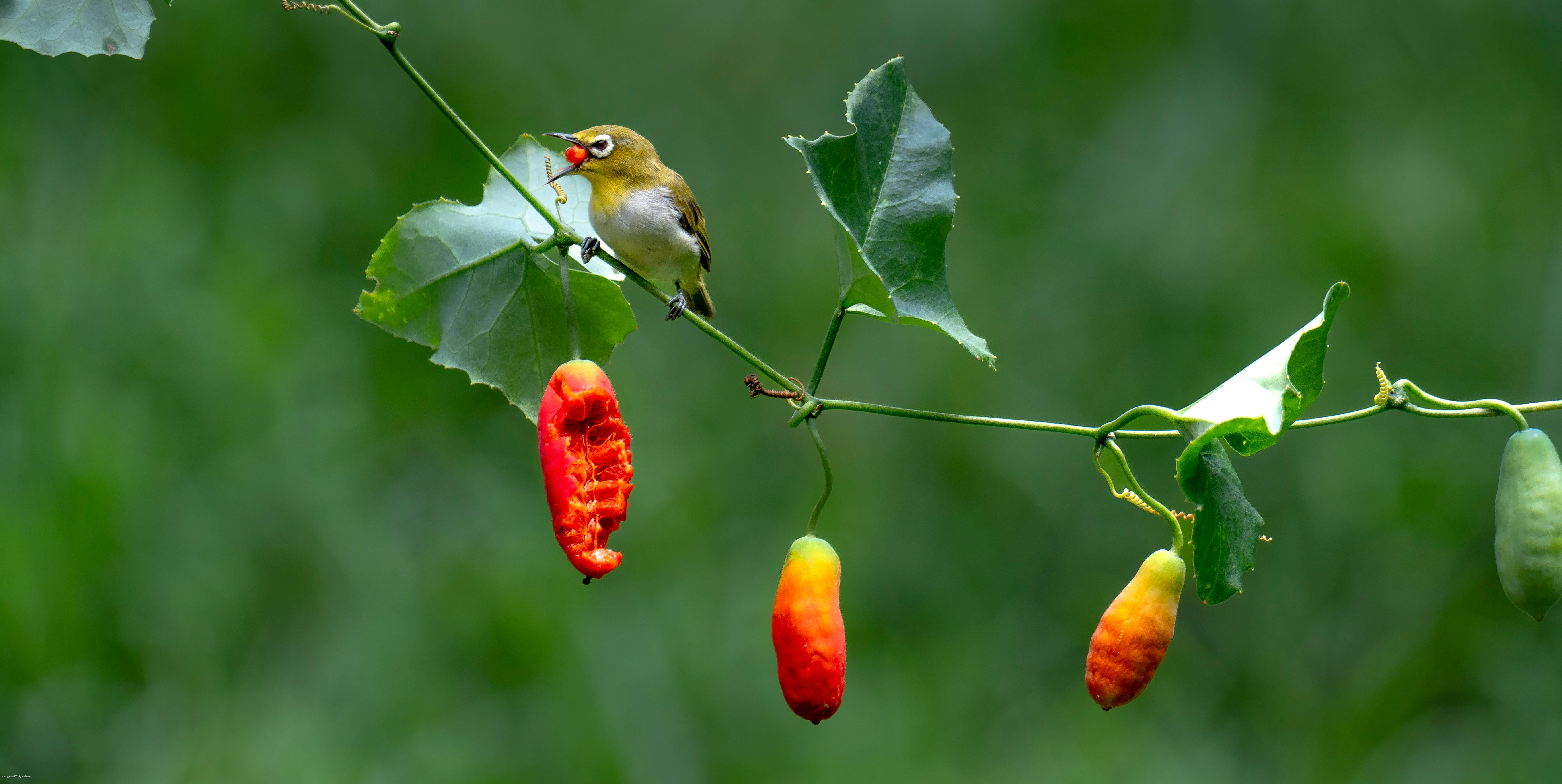 Anar Fruit Photos, Download The BEST Free Anar Fruit Stock Photos & HD ...
