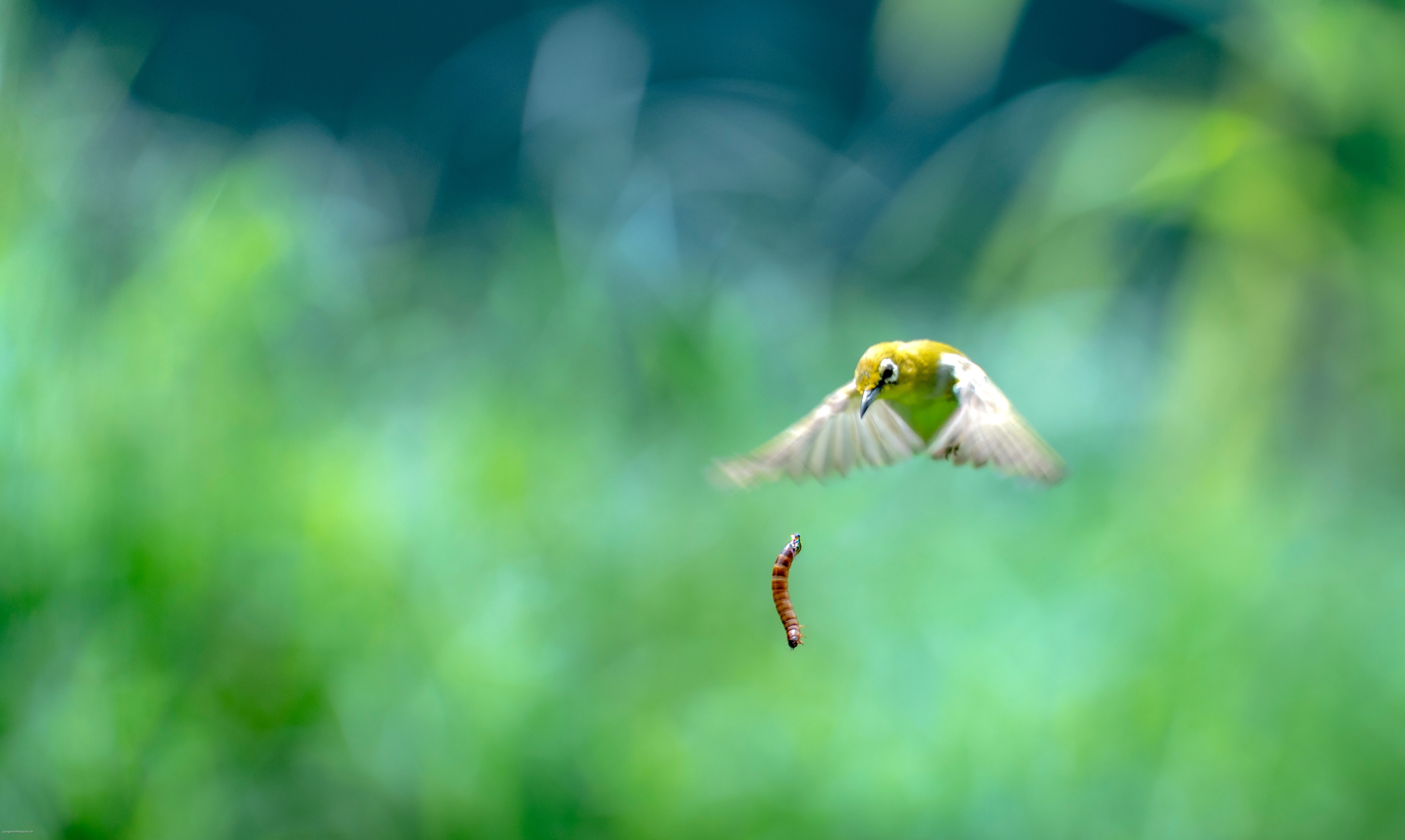 Captivating Bird in Mid-Flight Catching Worm · Free Stock Photo