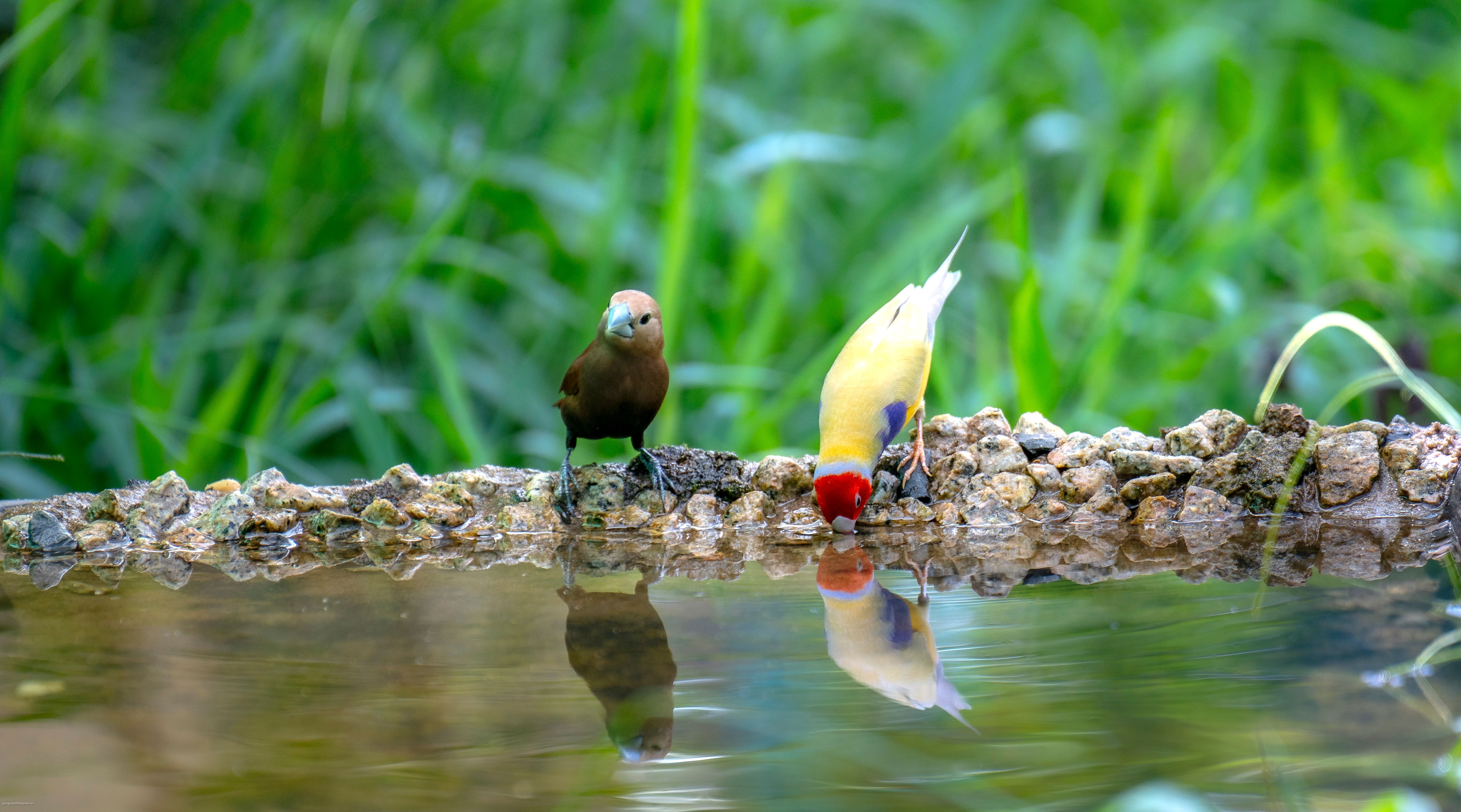 5 Birds Photos, Download The BEST Free 5 Birds Stock Photos & HD Images