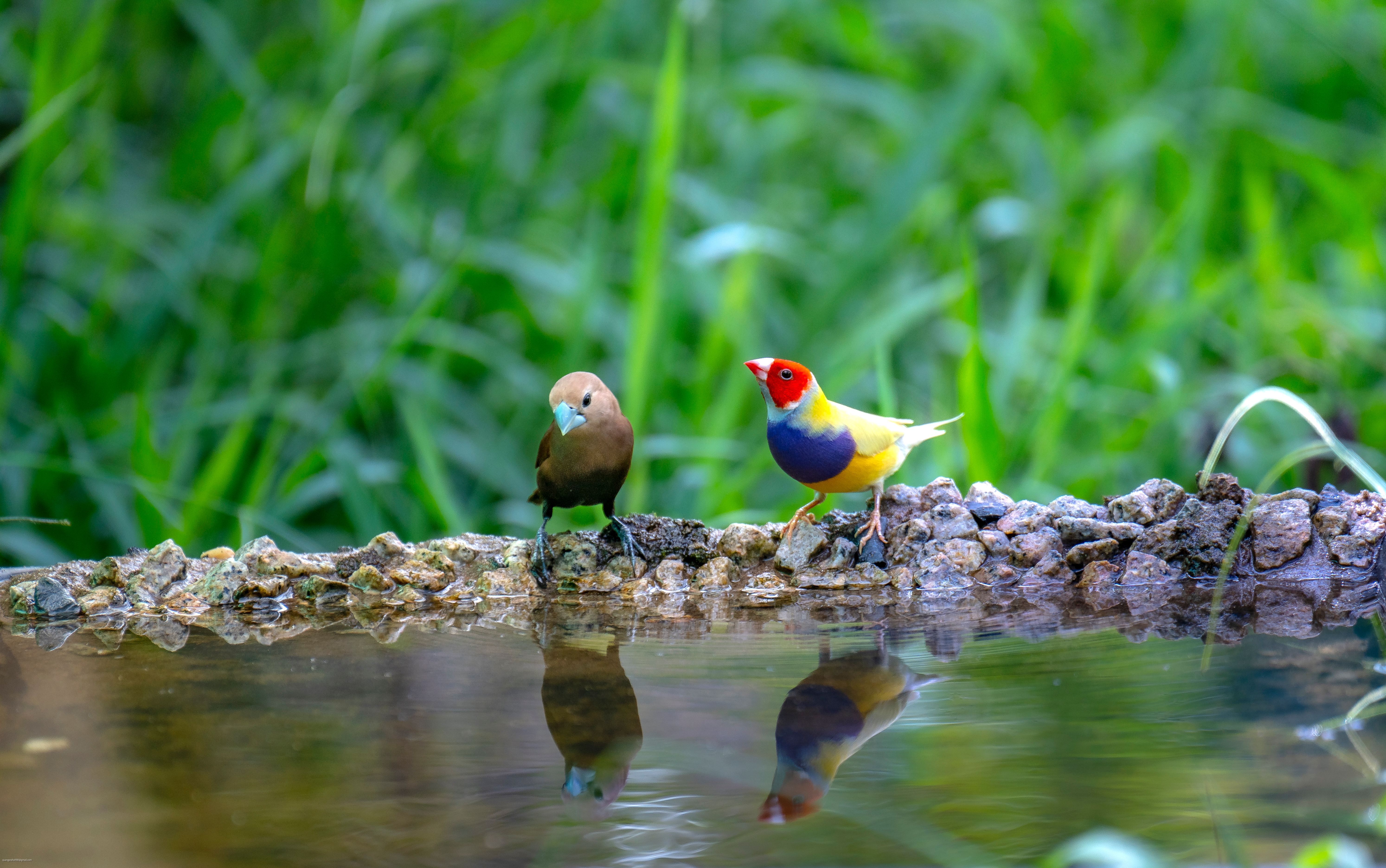 Chim Sẻ Gouldian đầy Màu Sắc Và Bạn đồng Hành ở Bờ Nước · Ảnh có sẵn ...