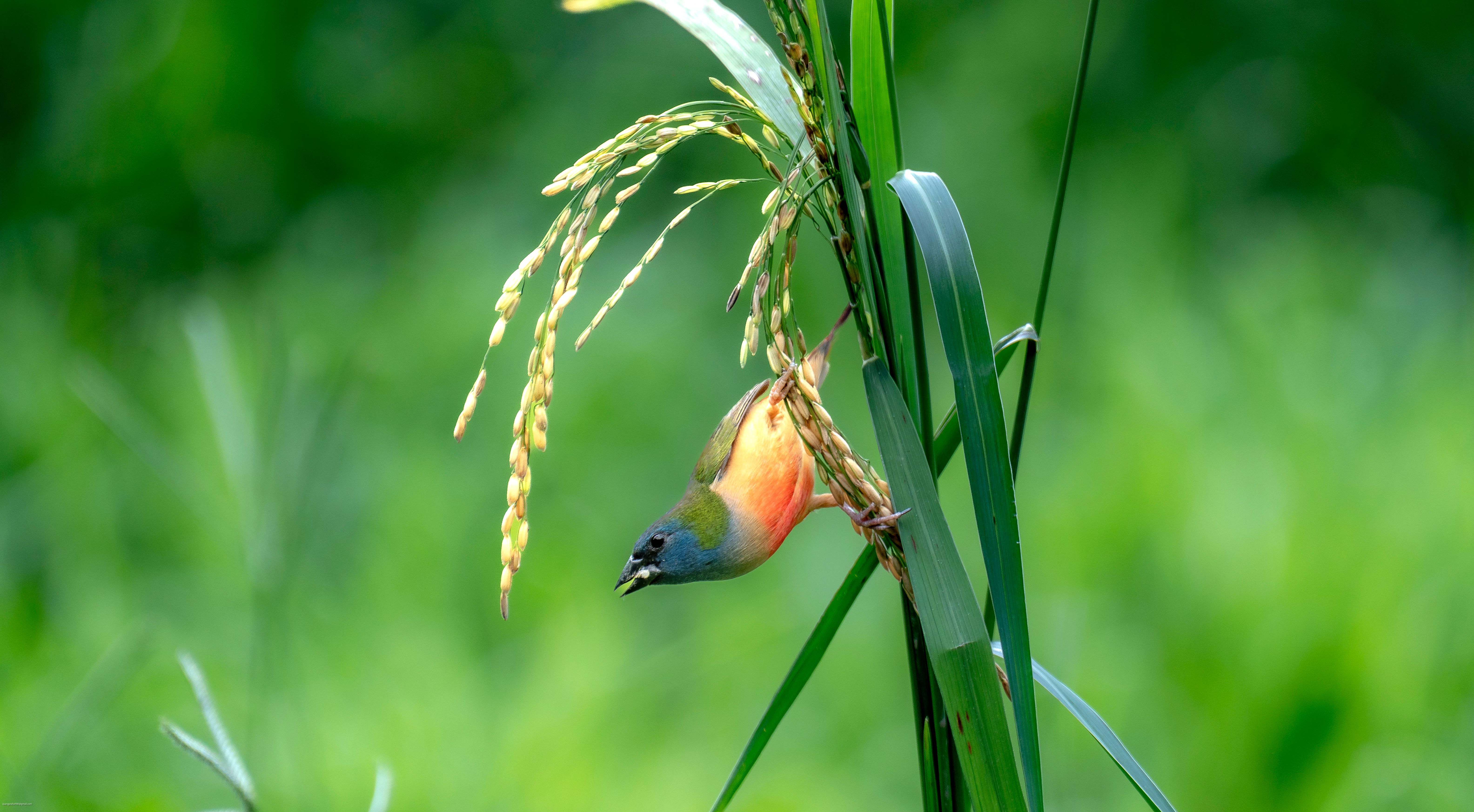 Colorful Bird on Rice Plant in Green Field · Free Stock Photo