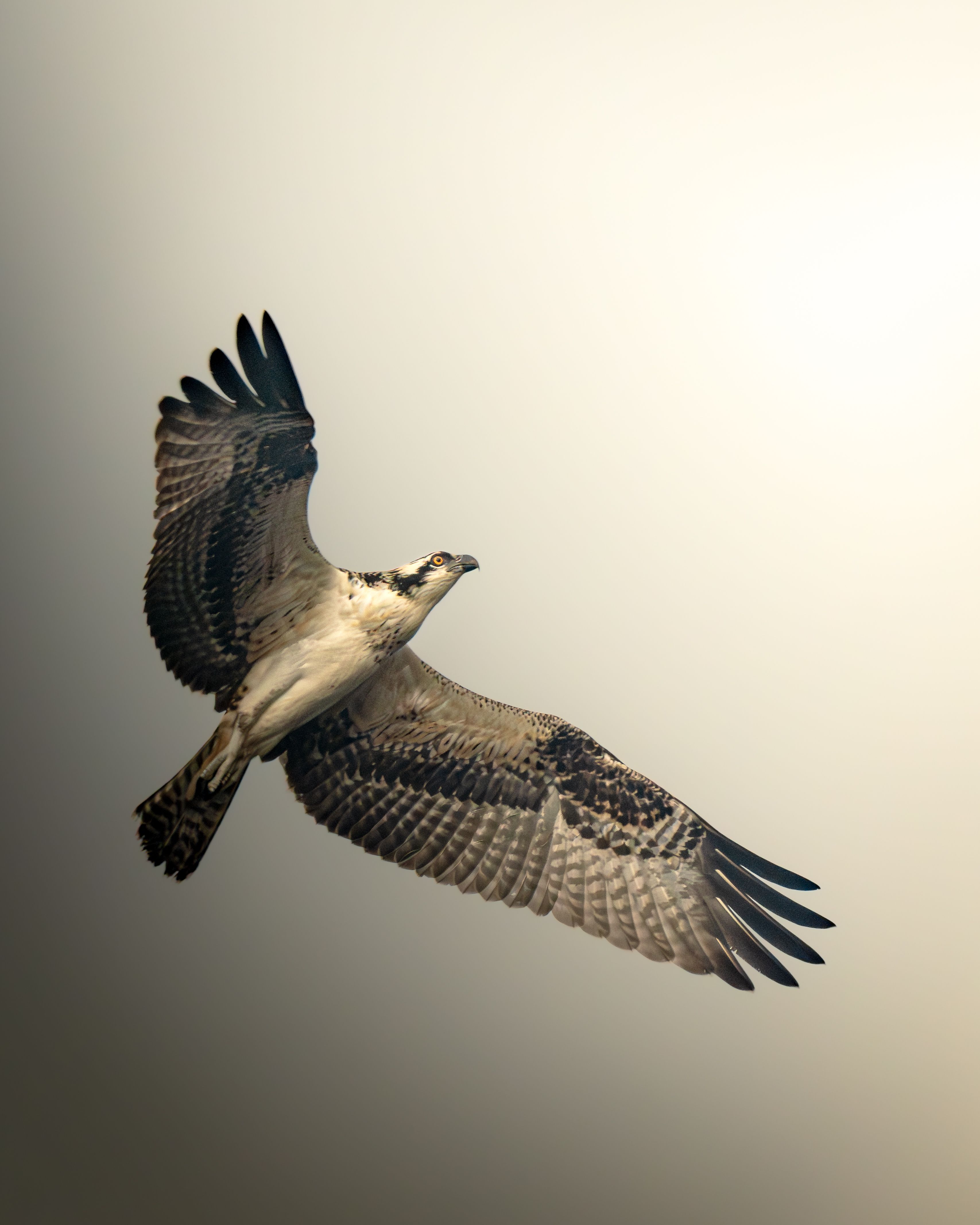 Coopers Hawk Flying Photos, Download The BEST Free Coopers Hawk Flying ...