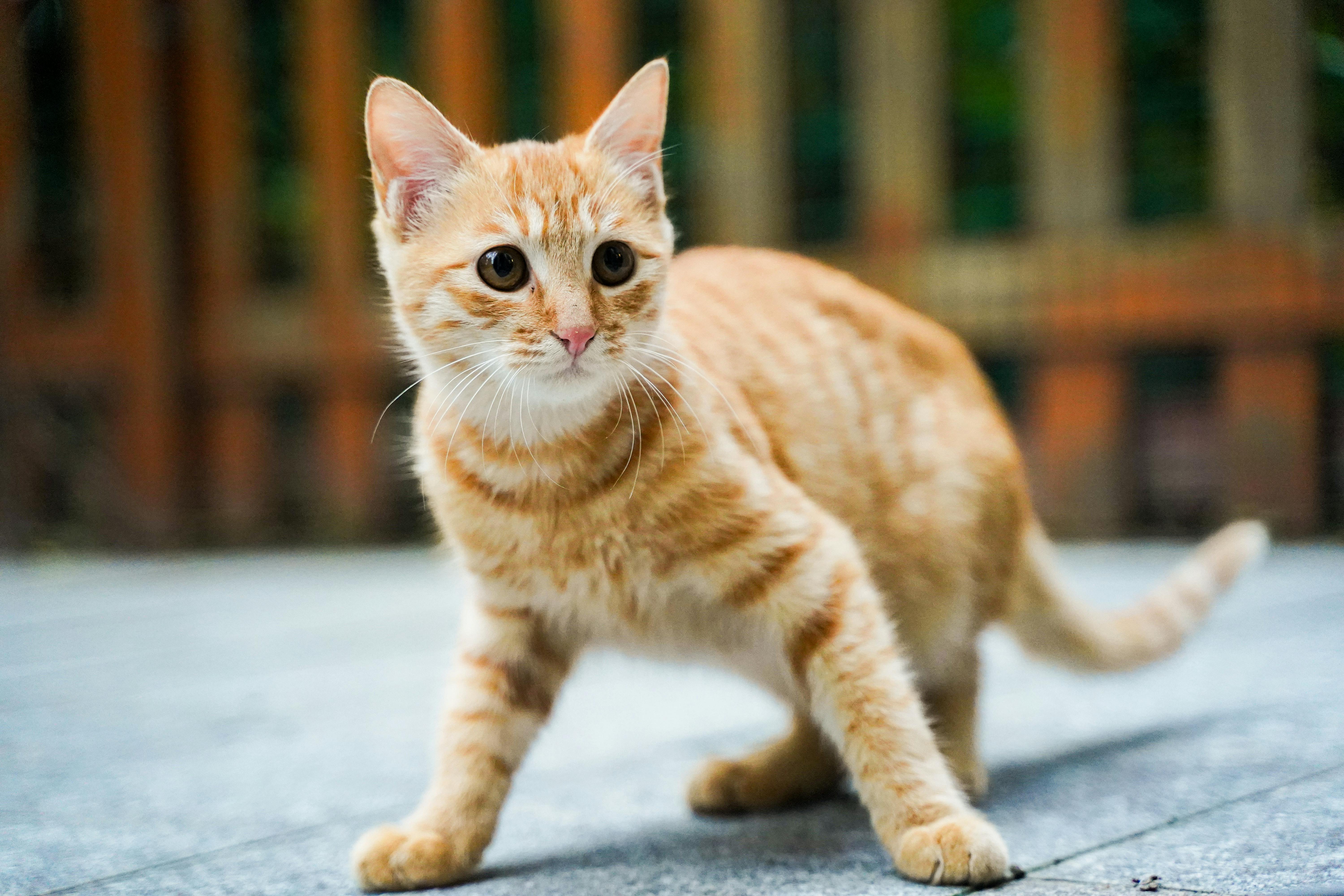 Cute Pets Photos, Download The BEST Free Cute Pets Stock Photos & HD Images