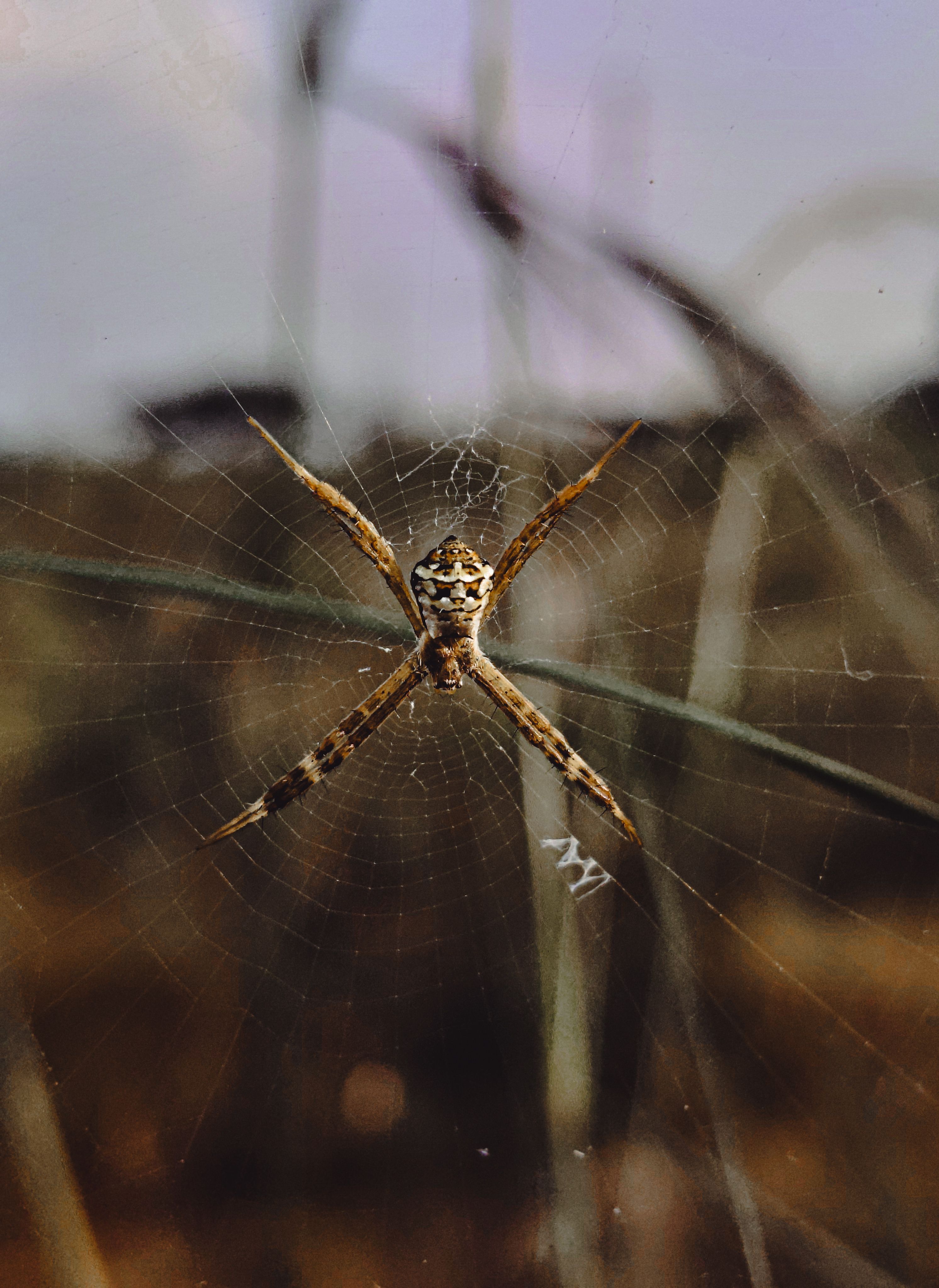 Selective Focus Photography of Brown Angulate Orbweaver Spider · Free ...