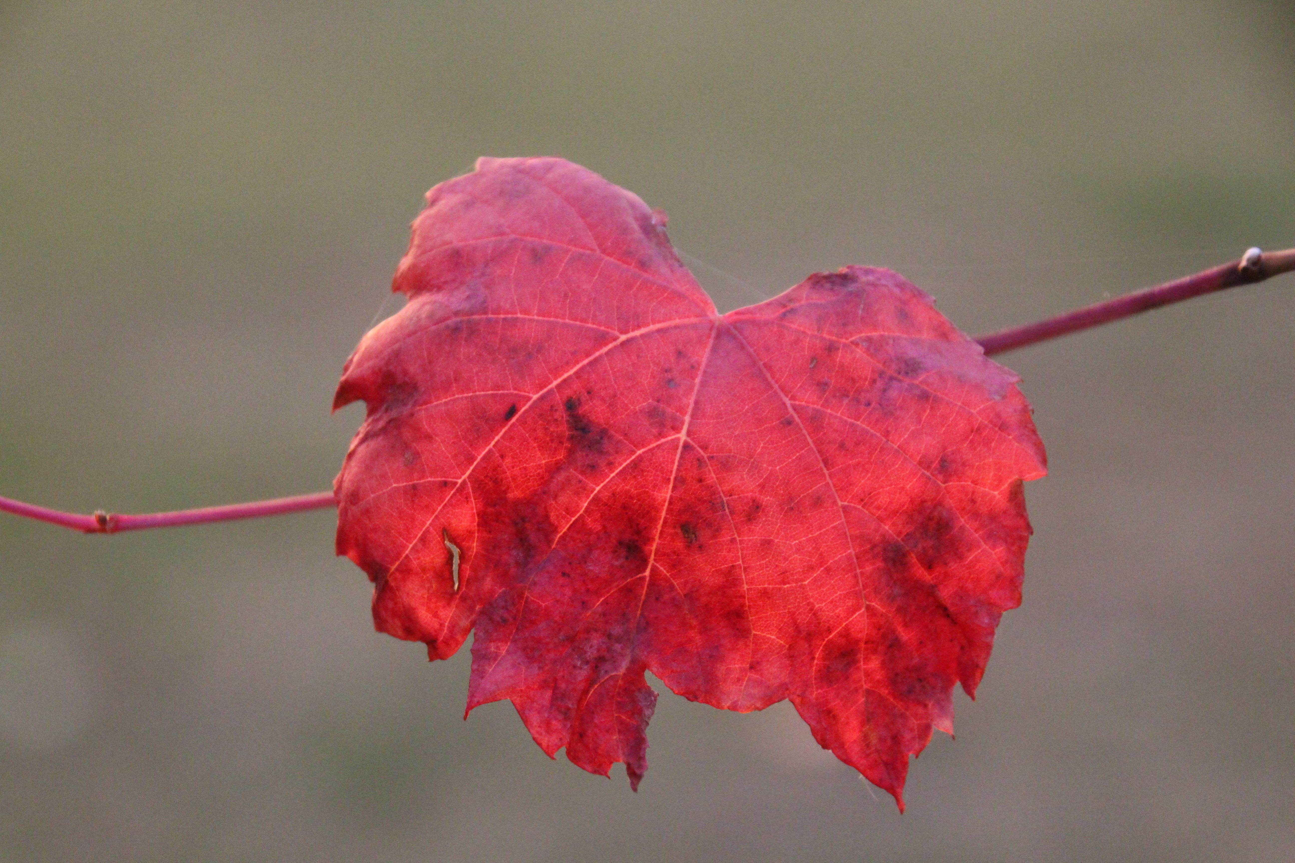 Close-Up of a Vibrant Red Autumn Leaf on a Branch · Free Stock Photo