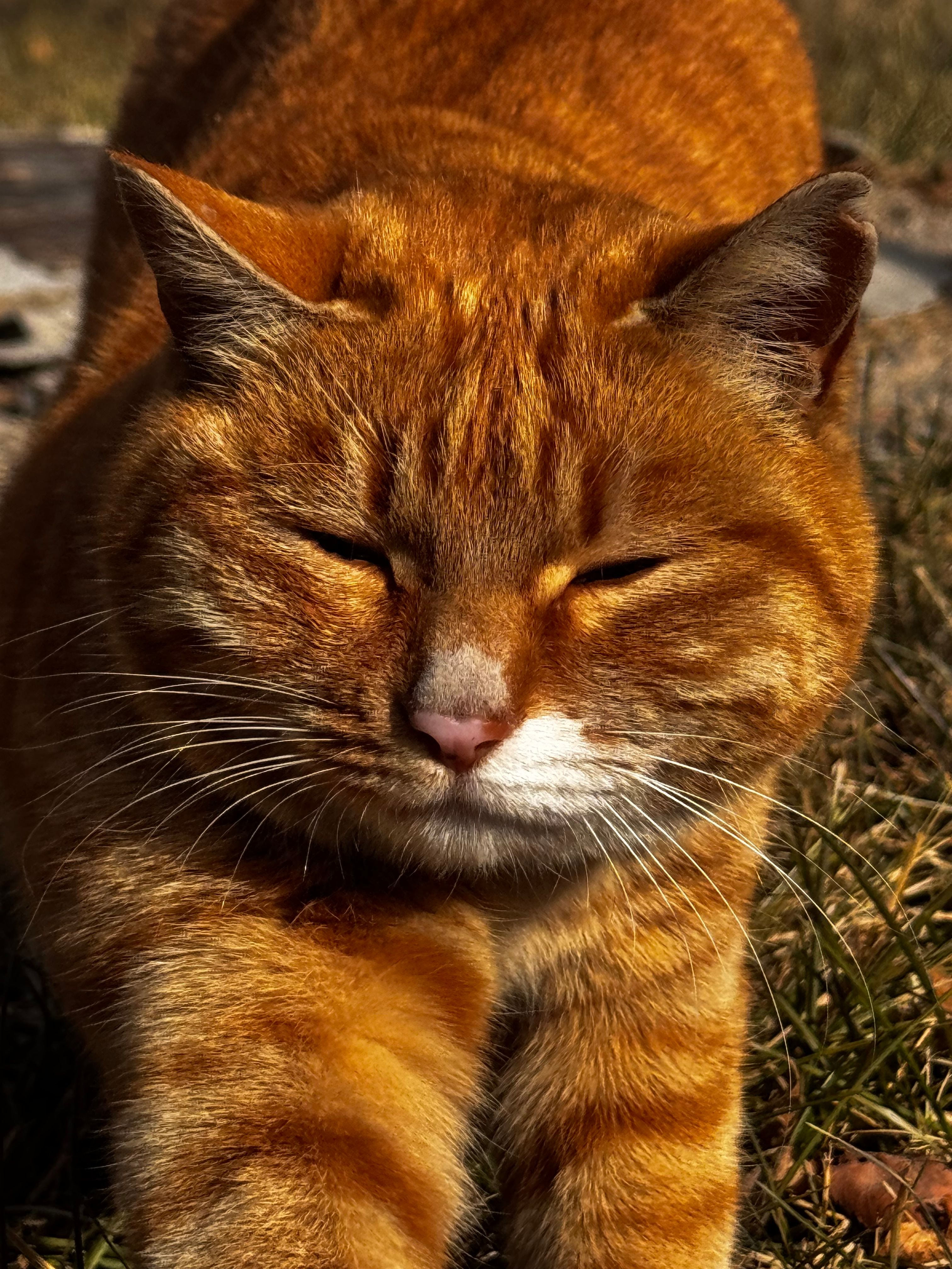 Close-Up Portrait of a Curious Ginger Cat · Free Stock Photo