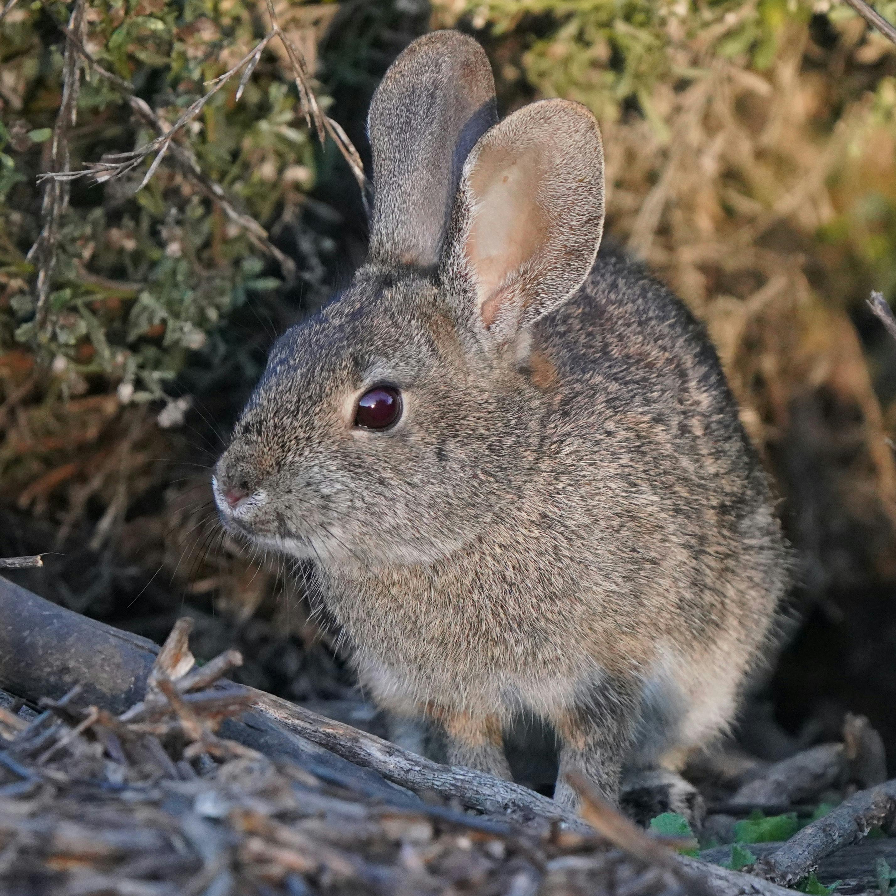 Rabbit Images Photos, Download The BEST Free Rabbit Images Stock Photos ...