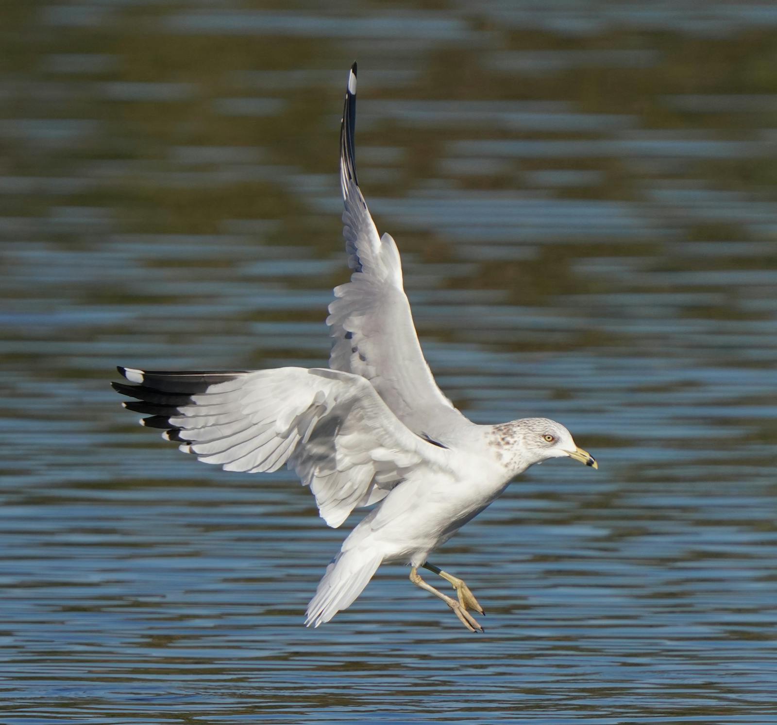 Free Pix Photos, Download The BEST Free Free Pix Stock Photos & HD Images