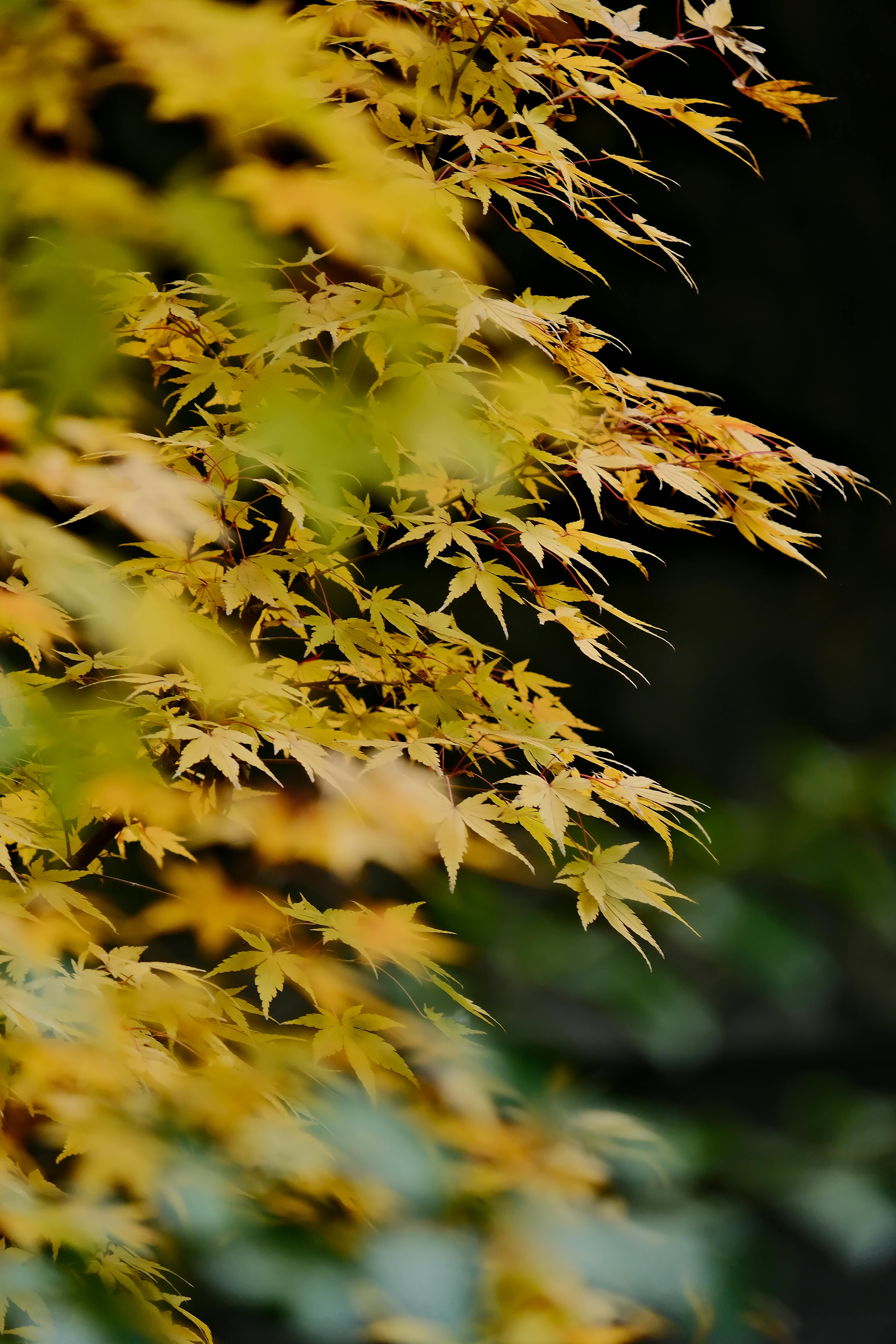 Sadi Background Photos, Download The BEST Free Sadi Background Stock ...