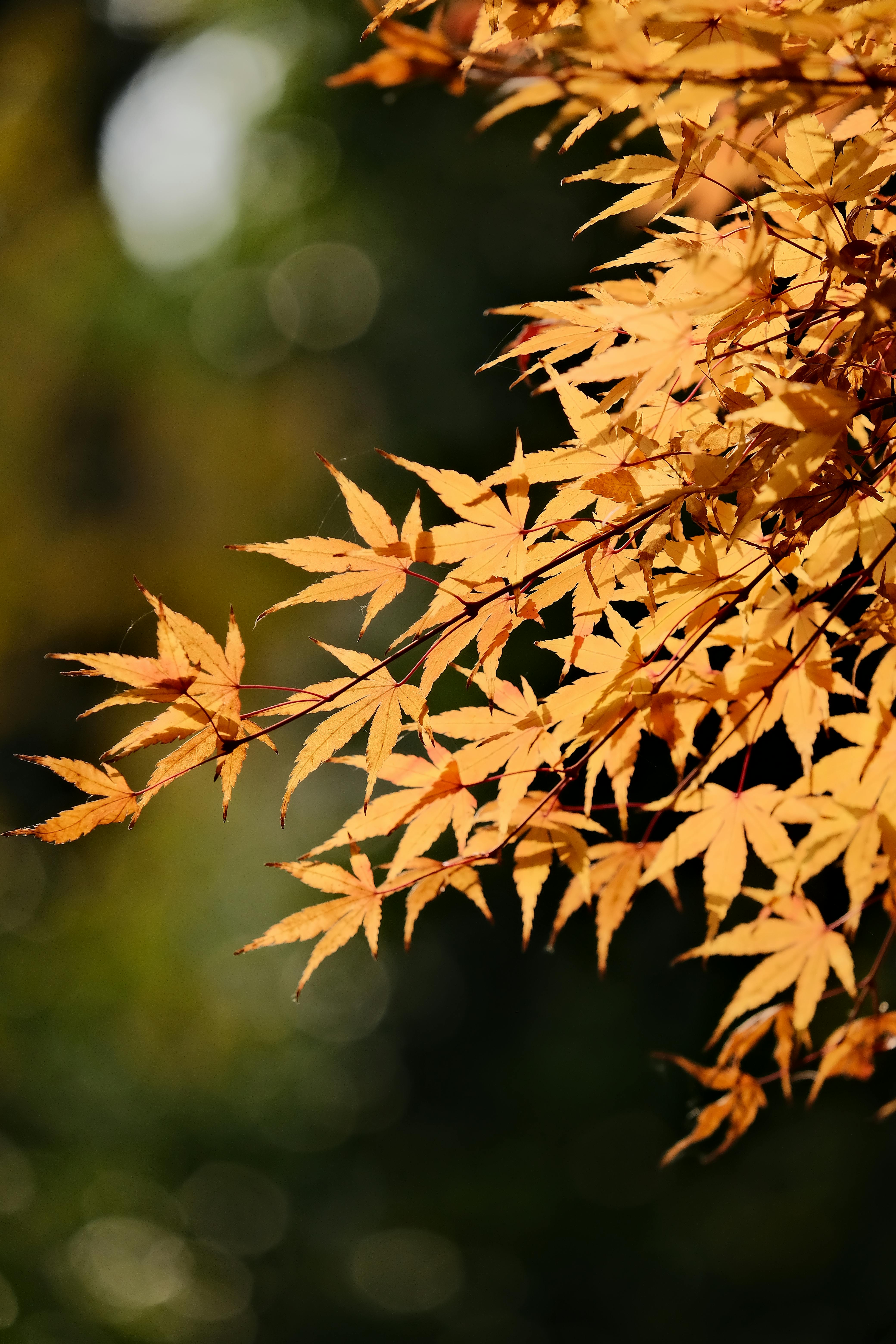 Sadi Background Photos, Download The BEST Free Sadi Background Stock ...