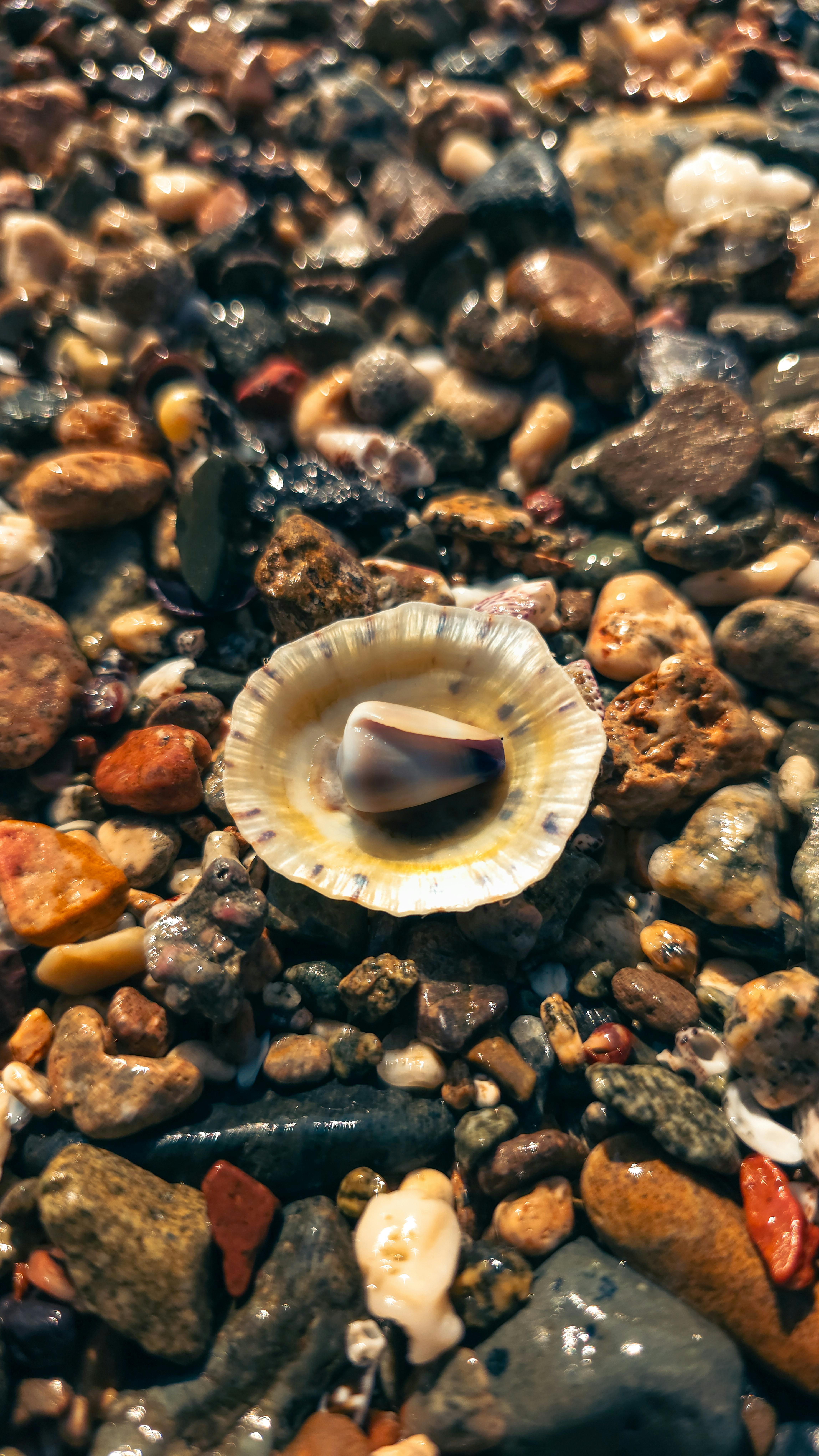 Seashells Photos, Download The BEST Free Seashells Stock Photos & HD Images