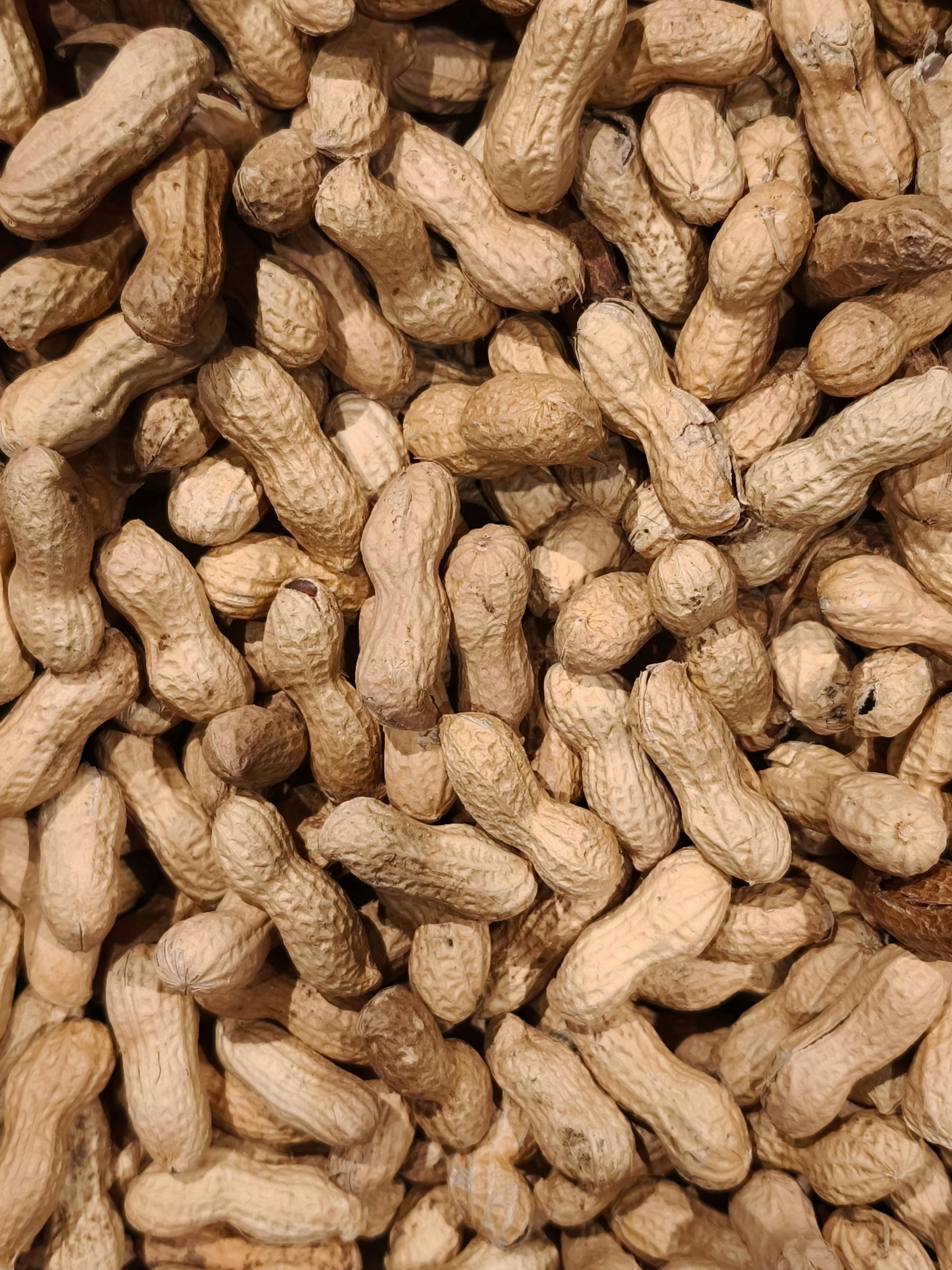 Peanuts Photos, Download The BEST Free Peanuts Stock Photos & HD Images