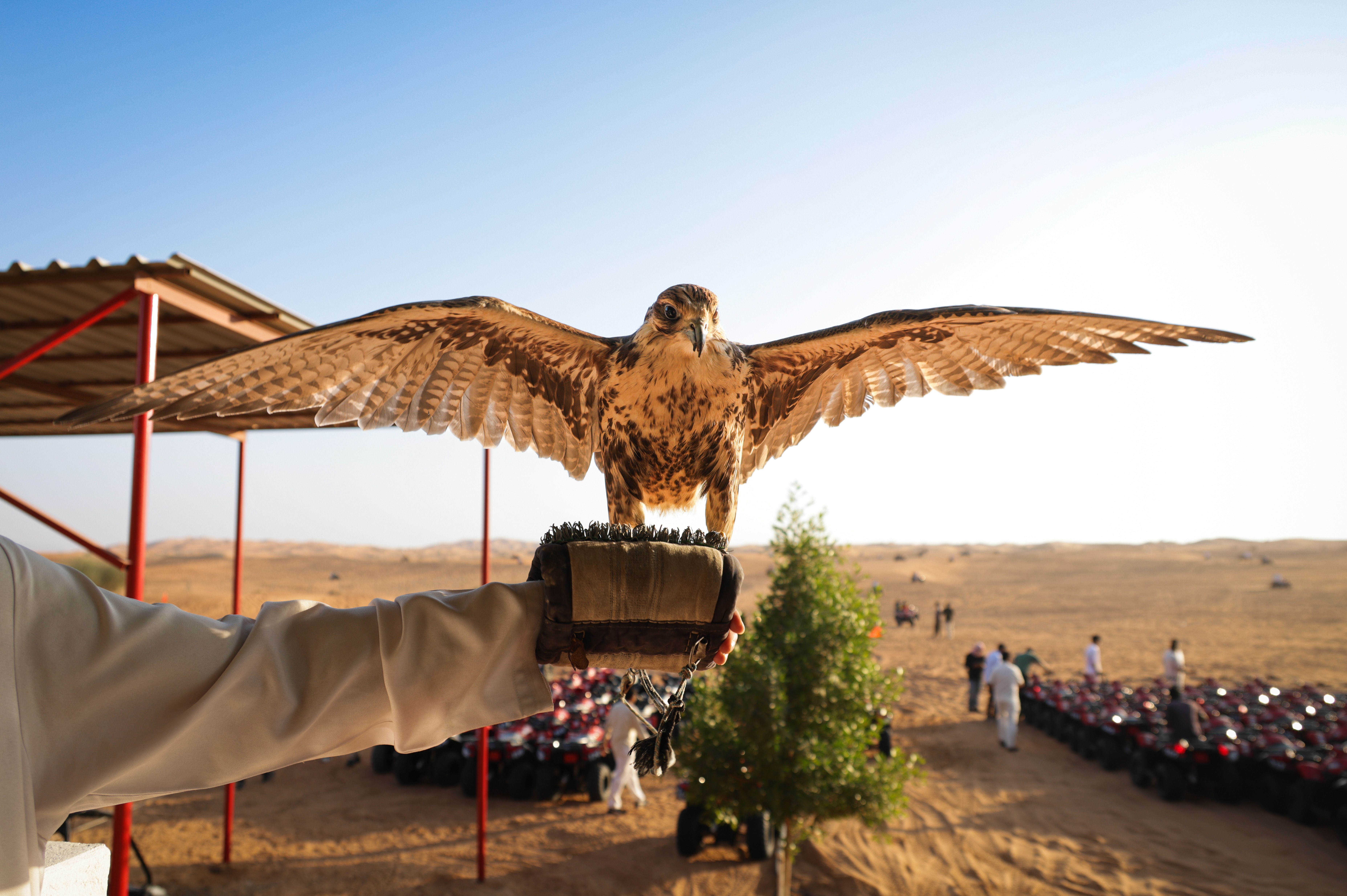 Majestic Falcon in Desert Adventure · Free Stock Photo