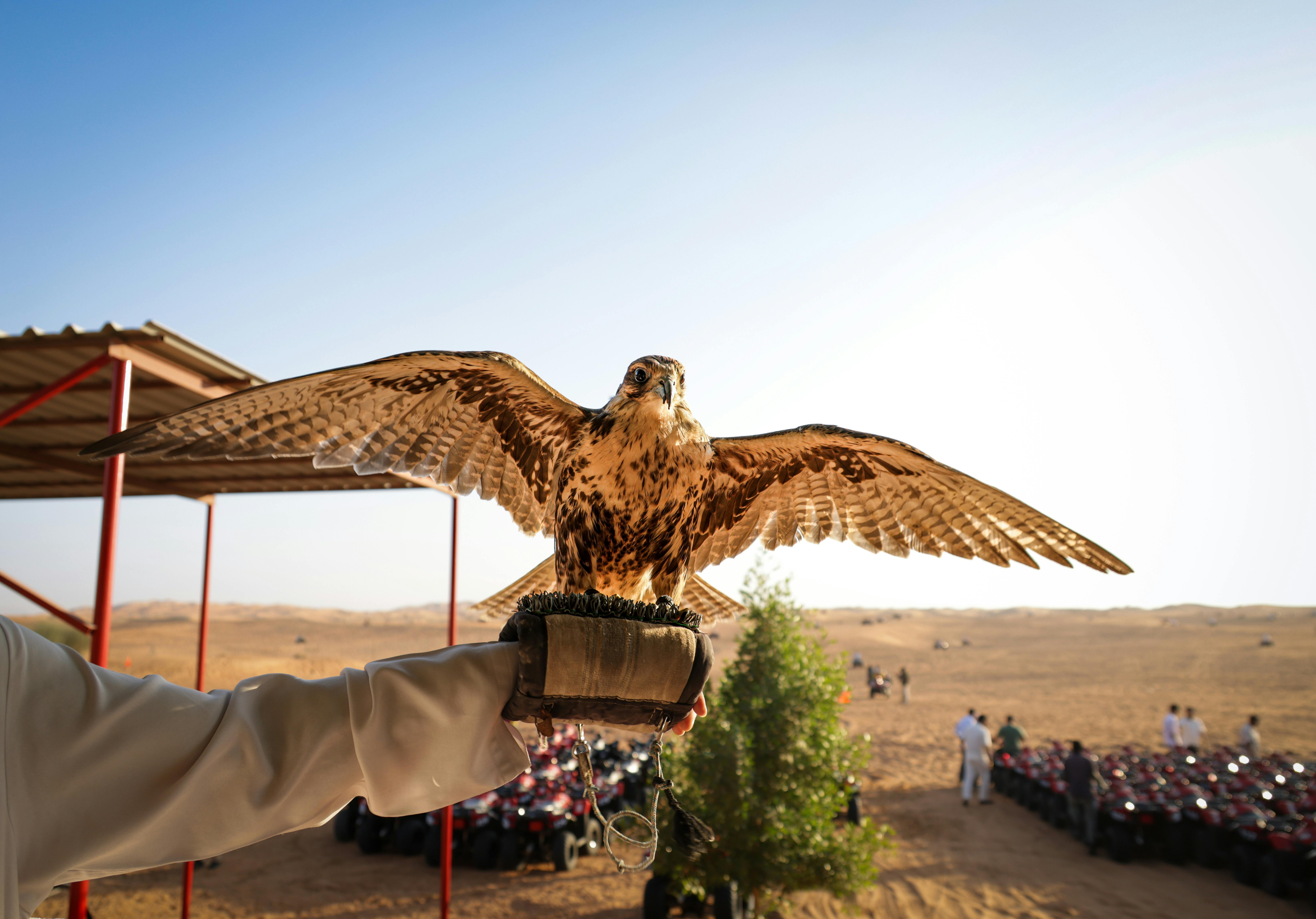 Desert Falconry with Falcon in Flight Pose · Free Stock Photo
