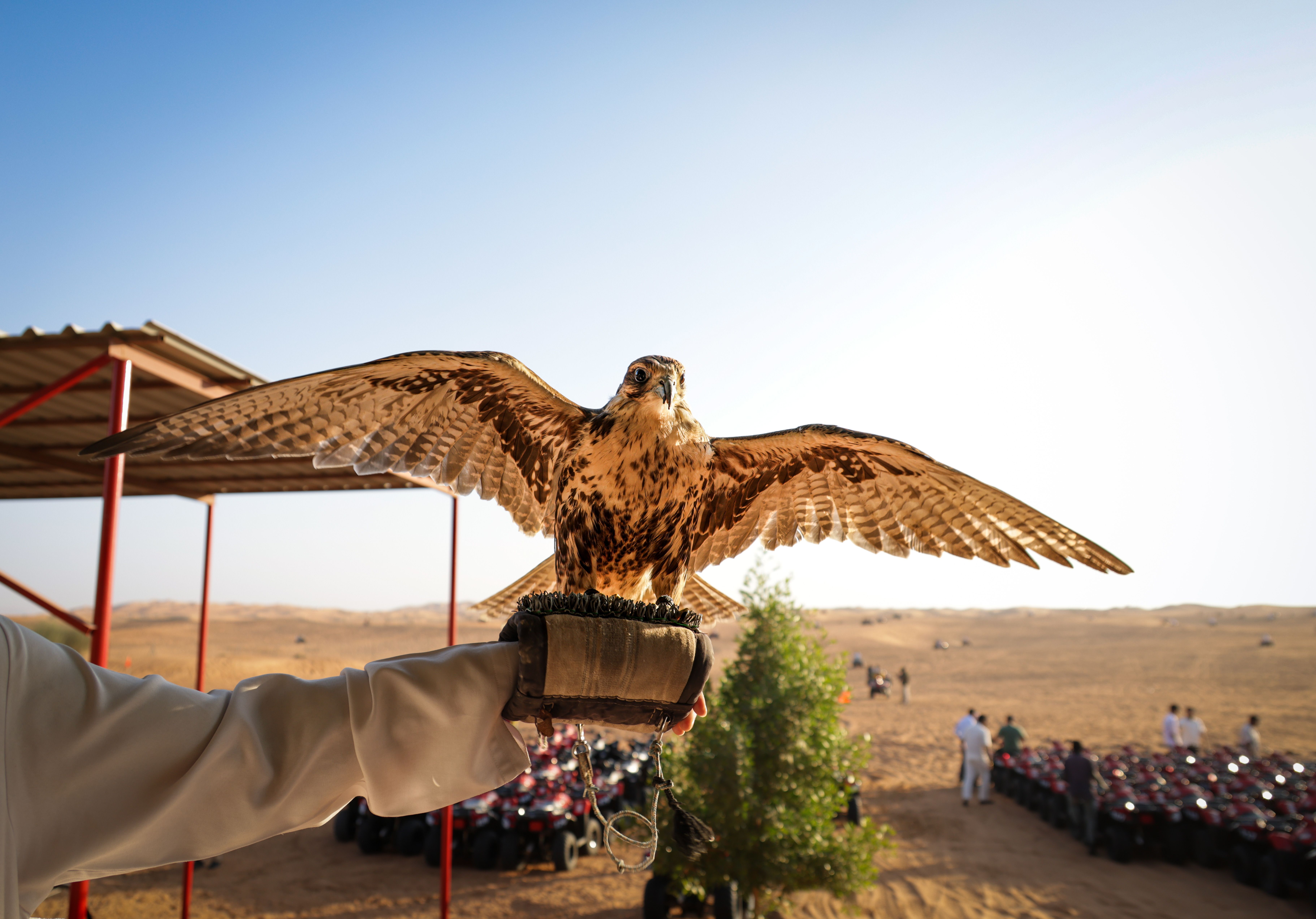 Falcon Photos, Download The BEST Free Falcon Stock Photos & HD Images