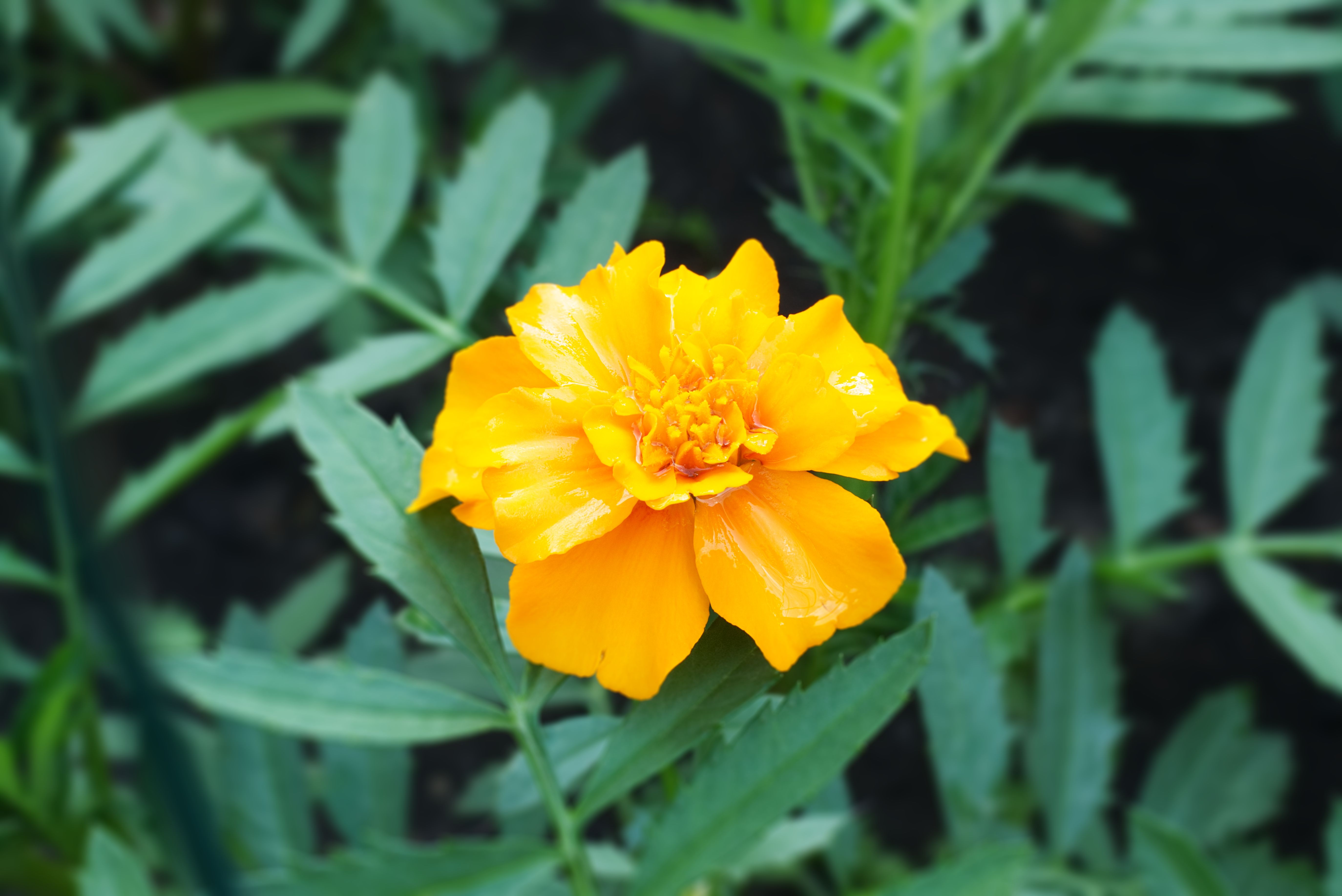 Vibrant Marigold in Lush Garden Setting · Free Stock Photo